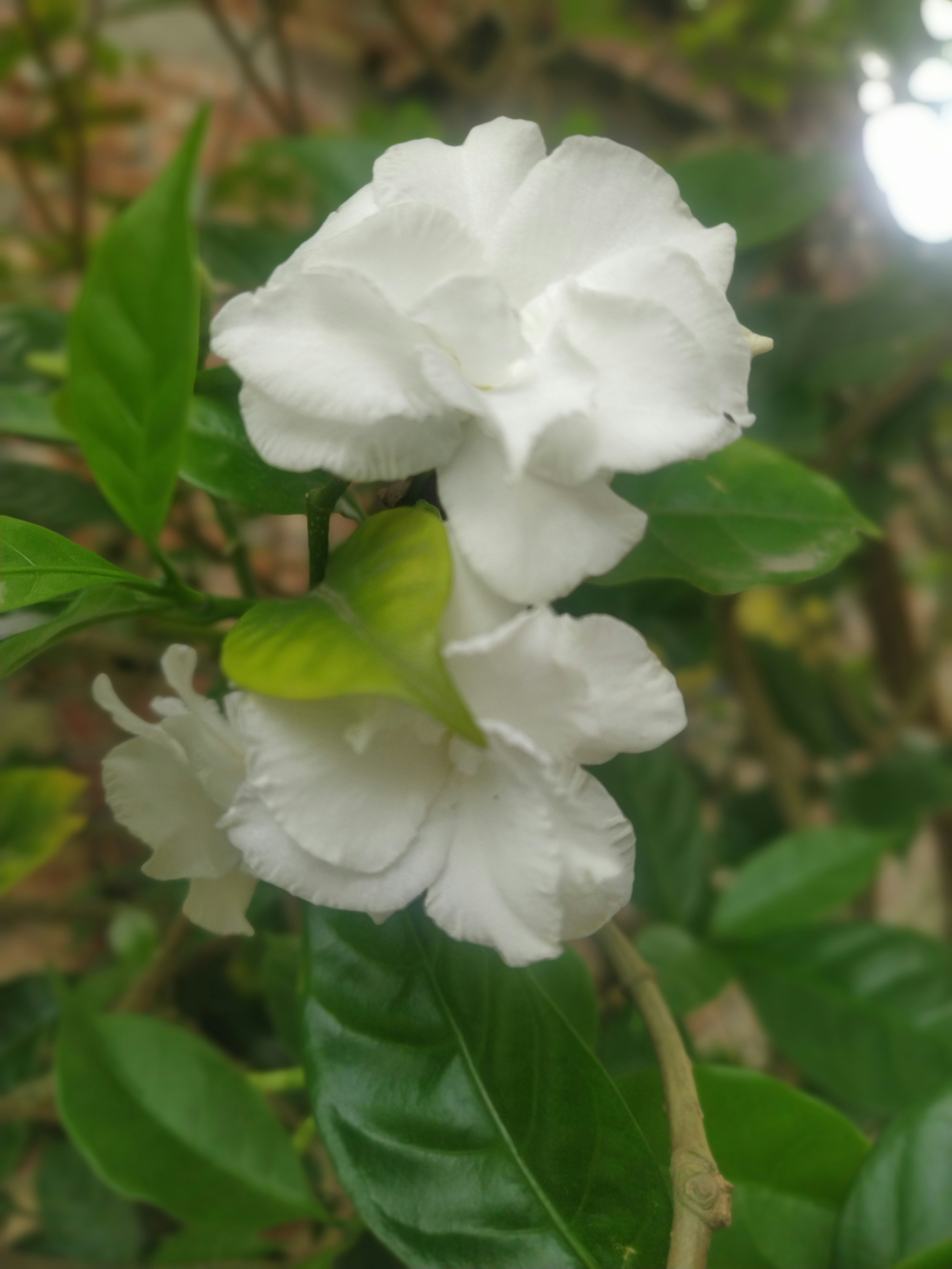 Photo by Moshfiqa Tahsin with Xiaomi Mi A3