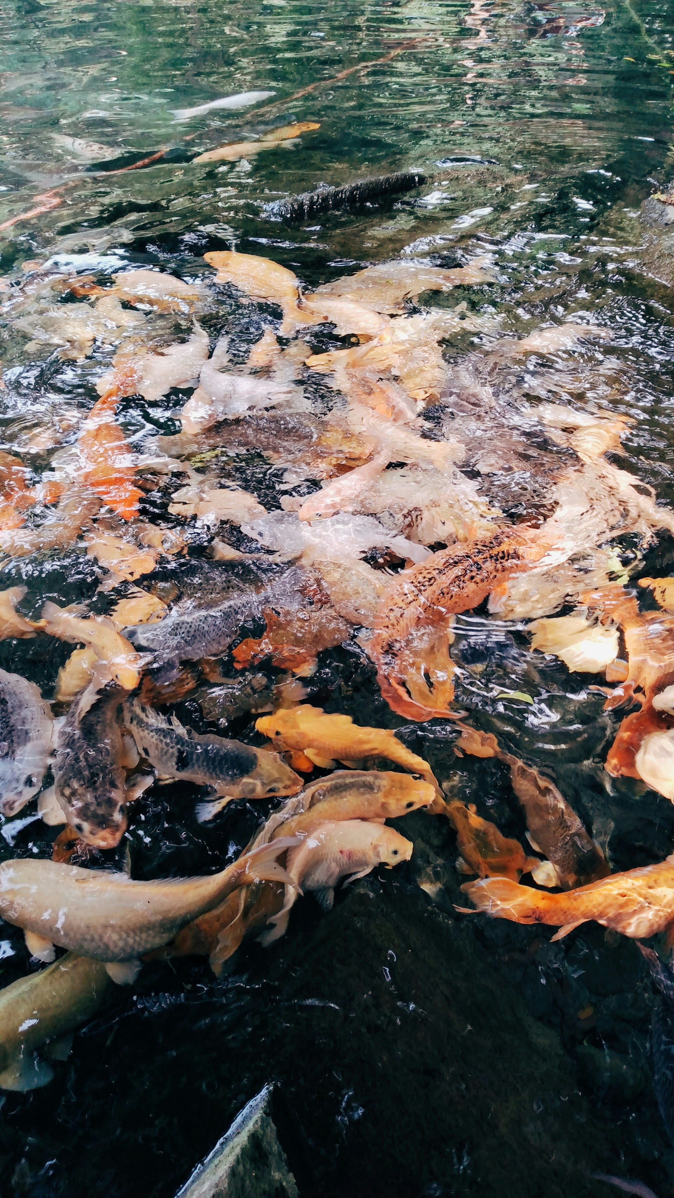 Koi fish swim in a crowded, sunlit pond, their orange, white, and gold bodies creating ripples on dark water.