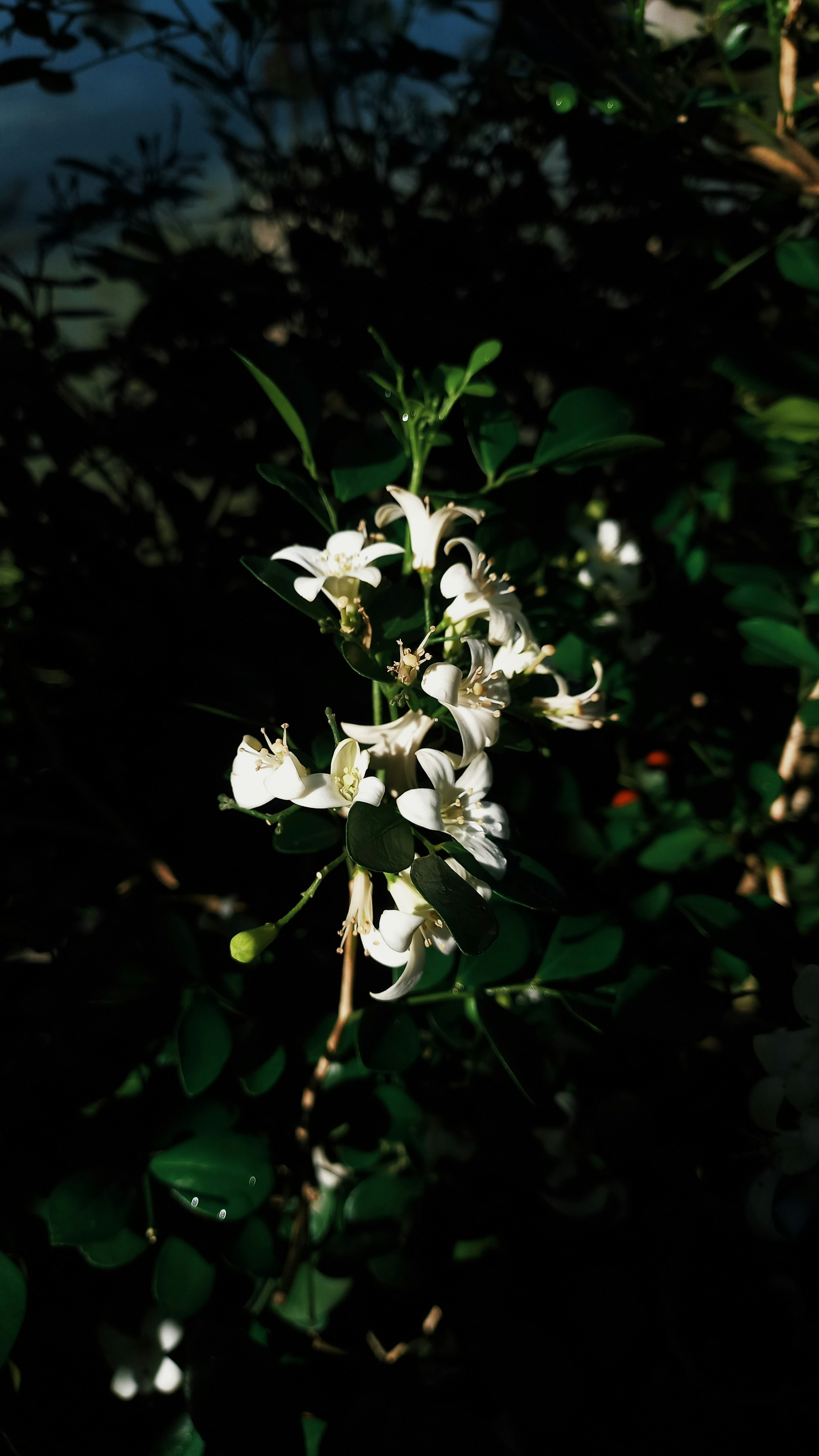 Close-up photograph of a cluster of white blossoms illuminated against a dark, leafy background.