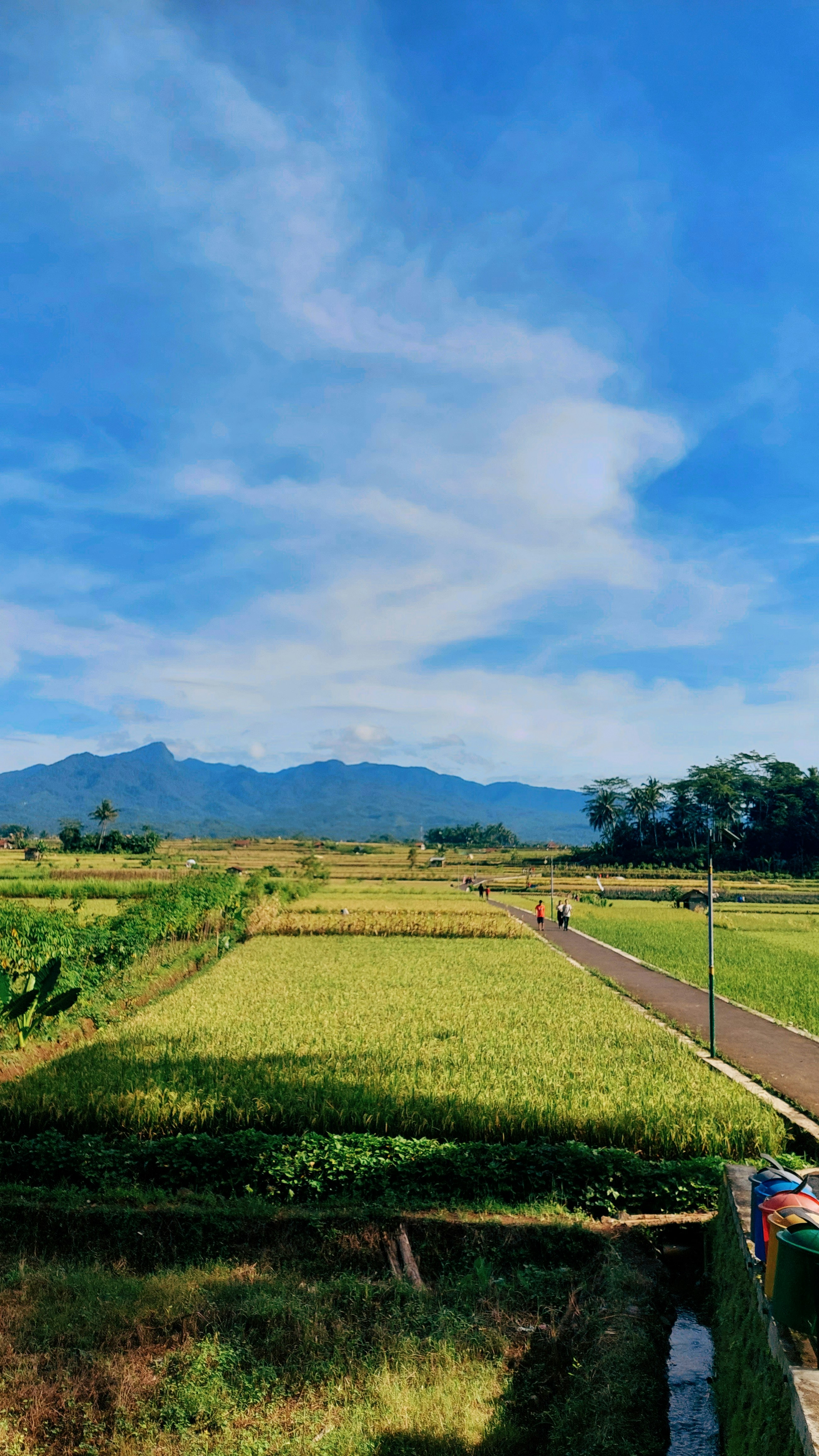 Vibrant rice fields stretch under a clear blue sky, with distant mountains framing the scene and figures walking along a path. 