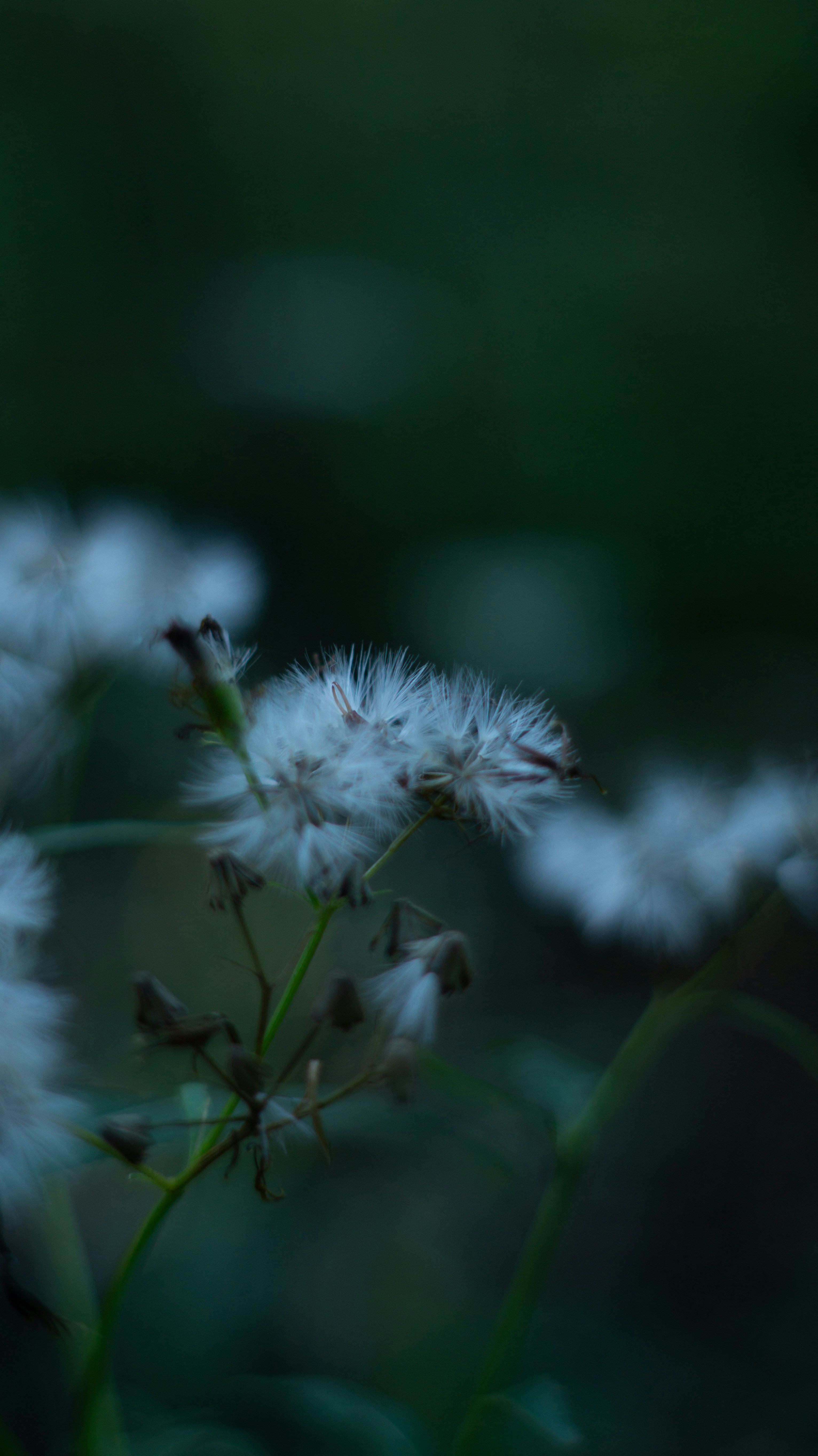 Moonlit Dandelion Silk: A Quiet Close-Up of Delicate Seeds in Velvet Green