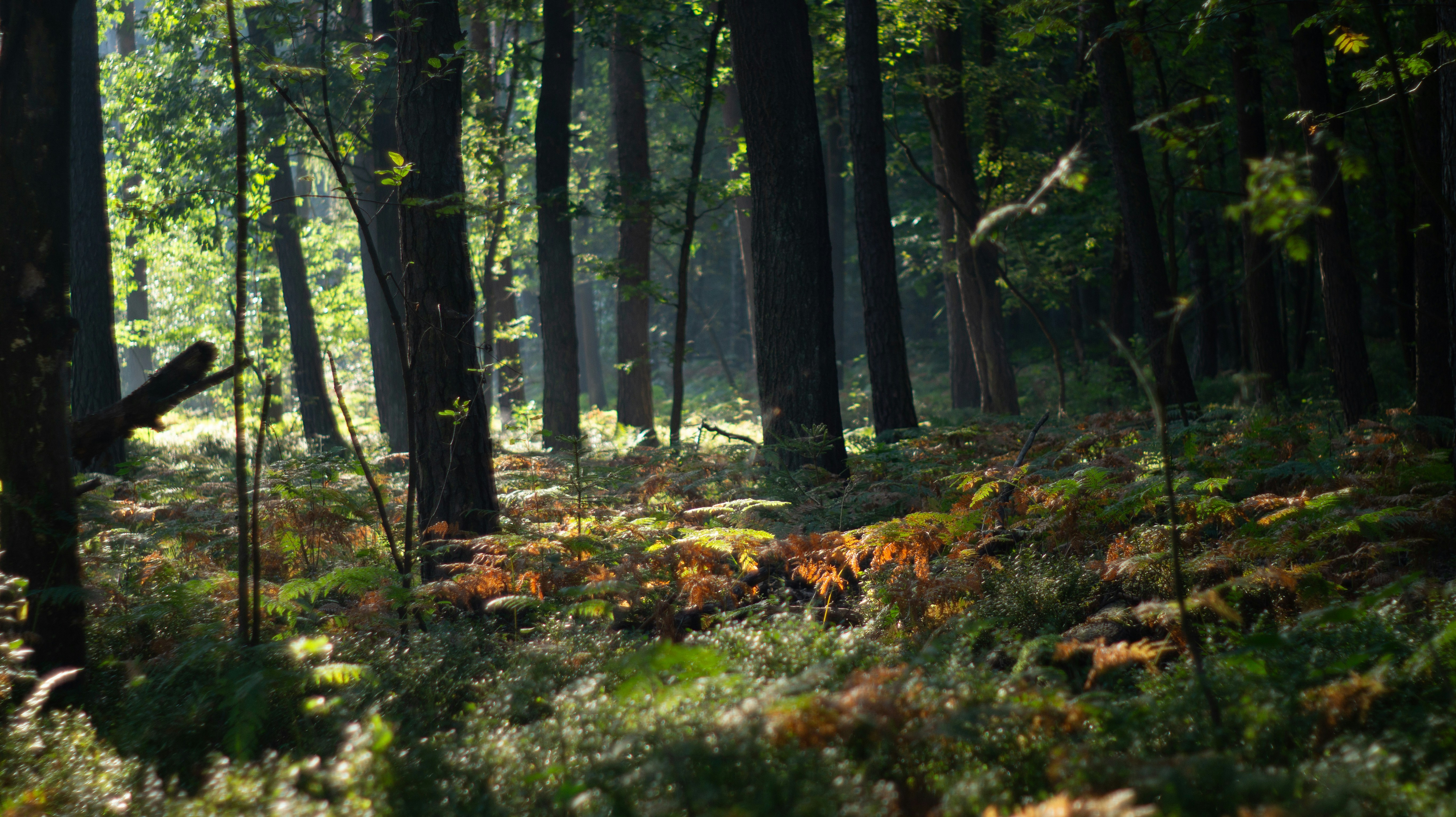 A forest filled with lots of trees and grass photo – Free Poland Image ...