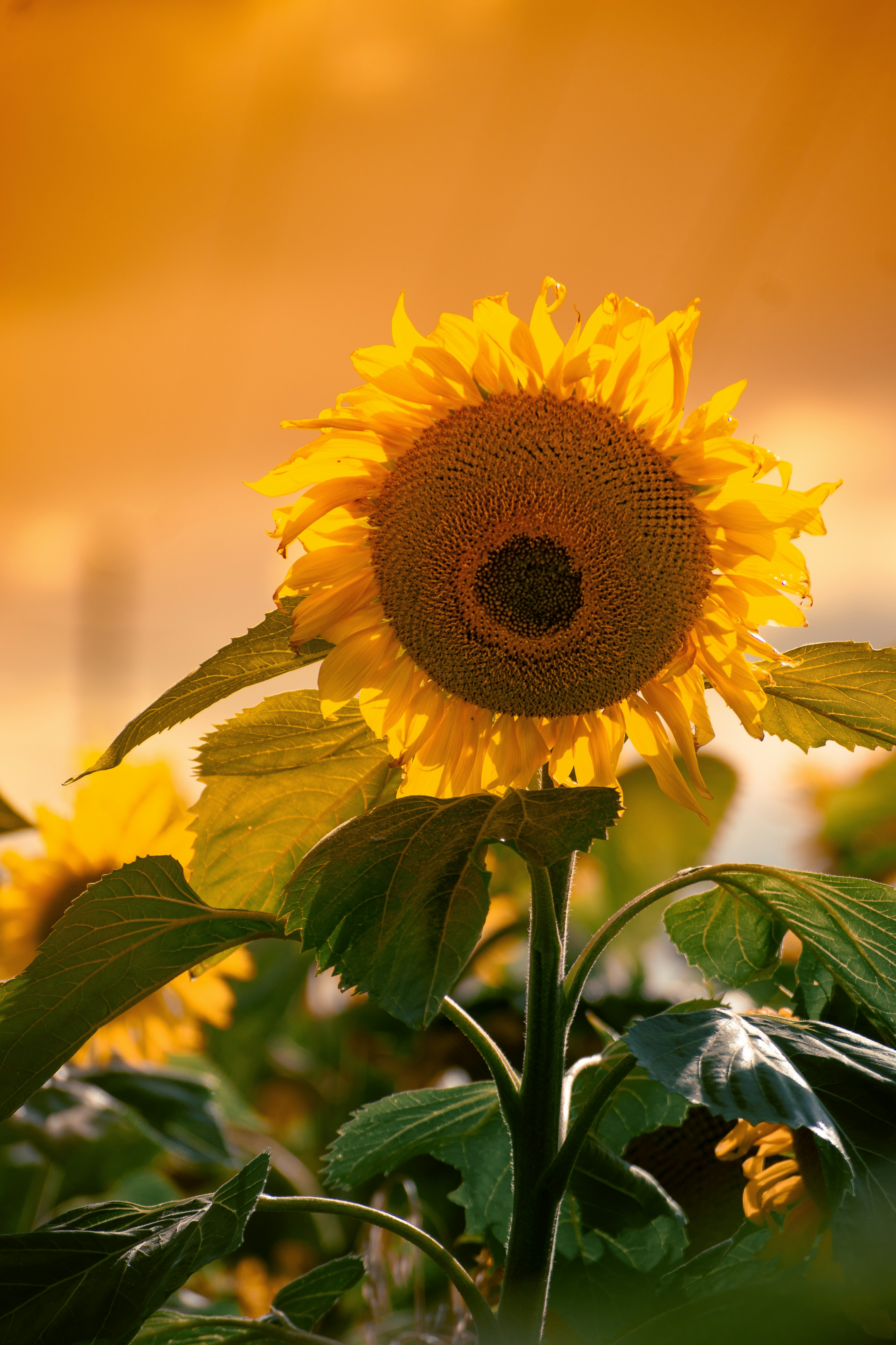 A large sunflower in a field of sunflowers photo – Free Sunflower Image ...