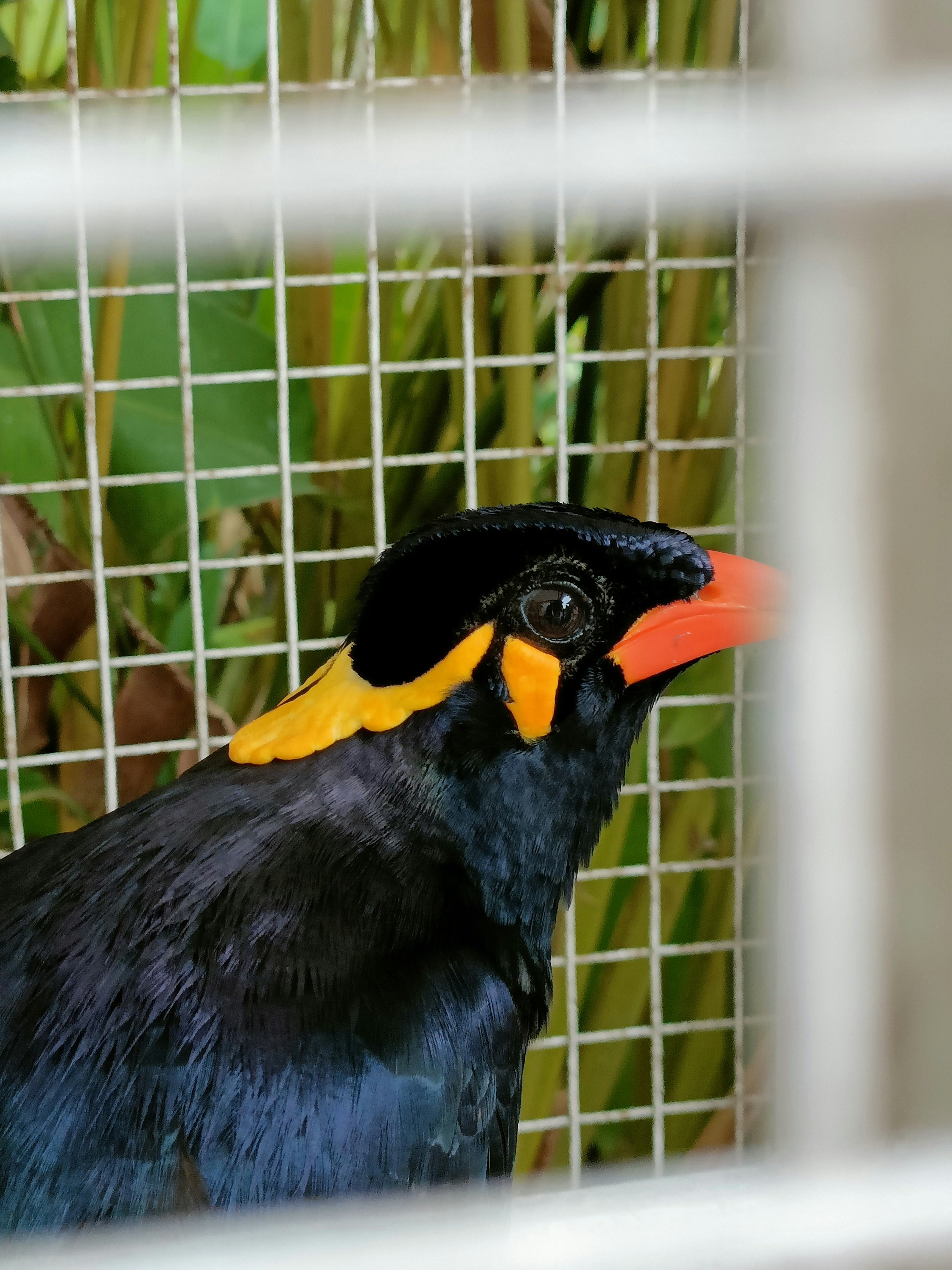 Close-up of a black bird with an orange beak and yellow facial patch inside a wire cage, with green leaves softly blurred in the background.