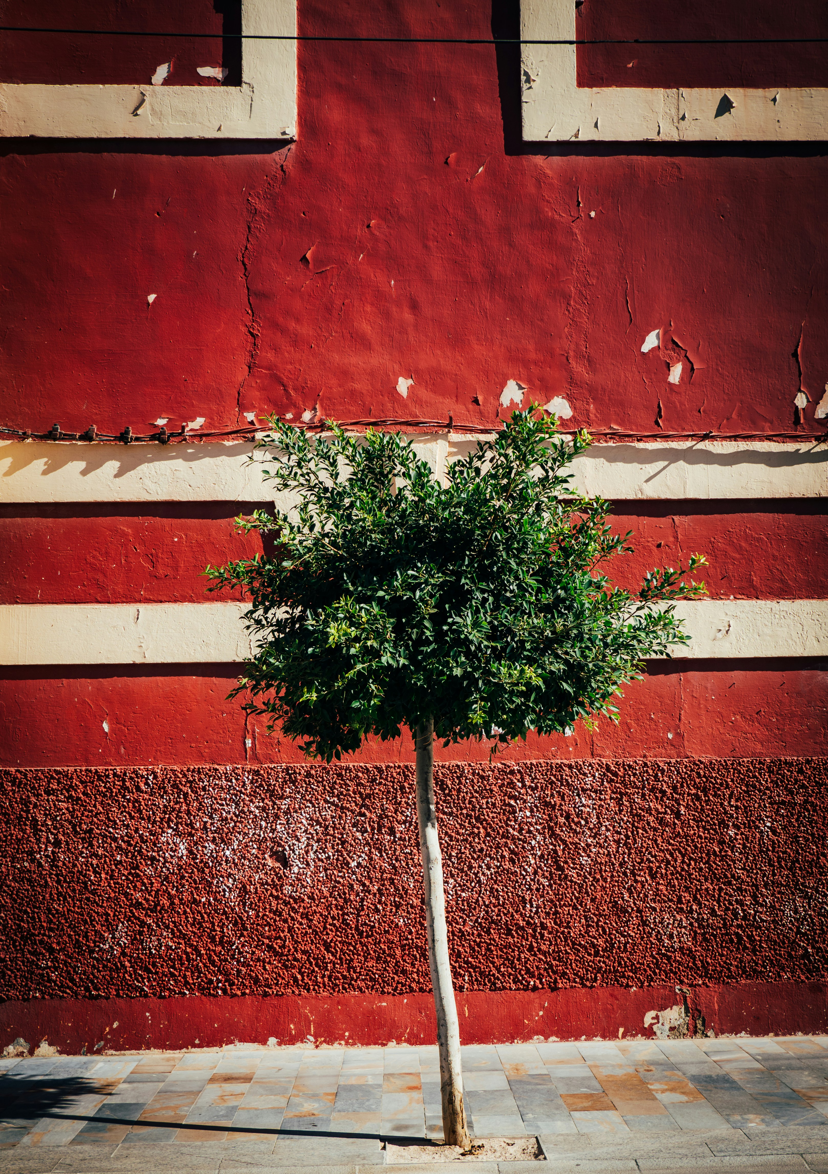 Urban Tree in Front of Weathered Red Wall