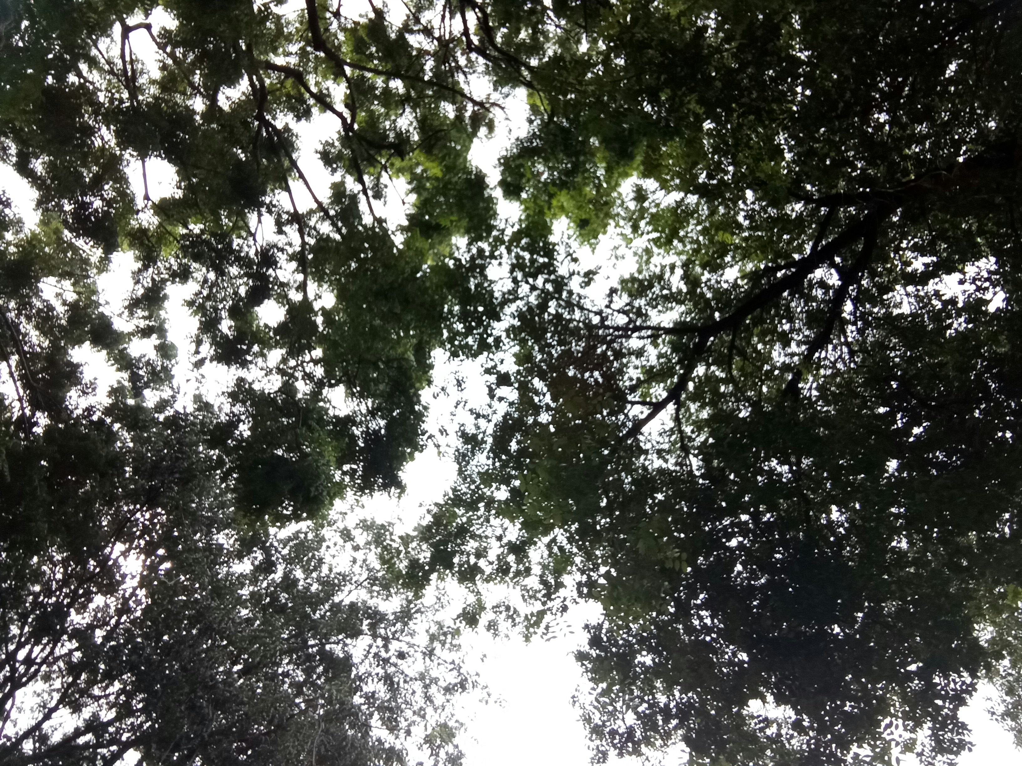 Overhead view of a dense tree canopy with sunlight filtering through leaves, captured as a natural photograph.