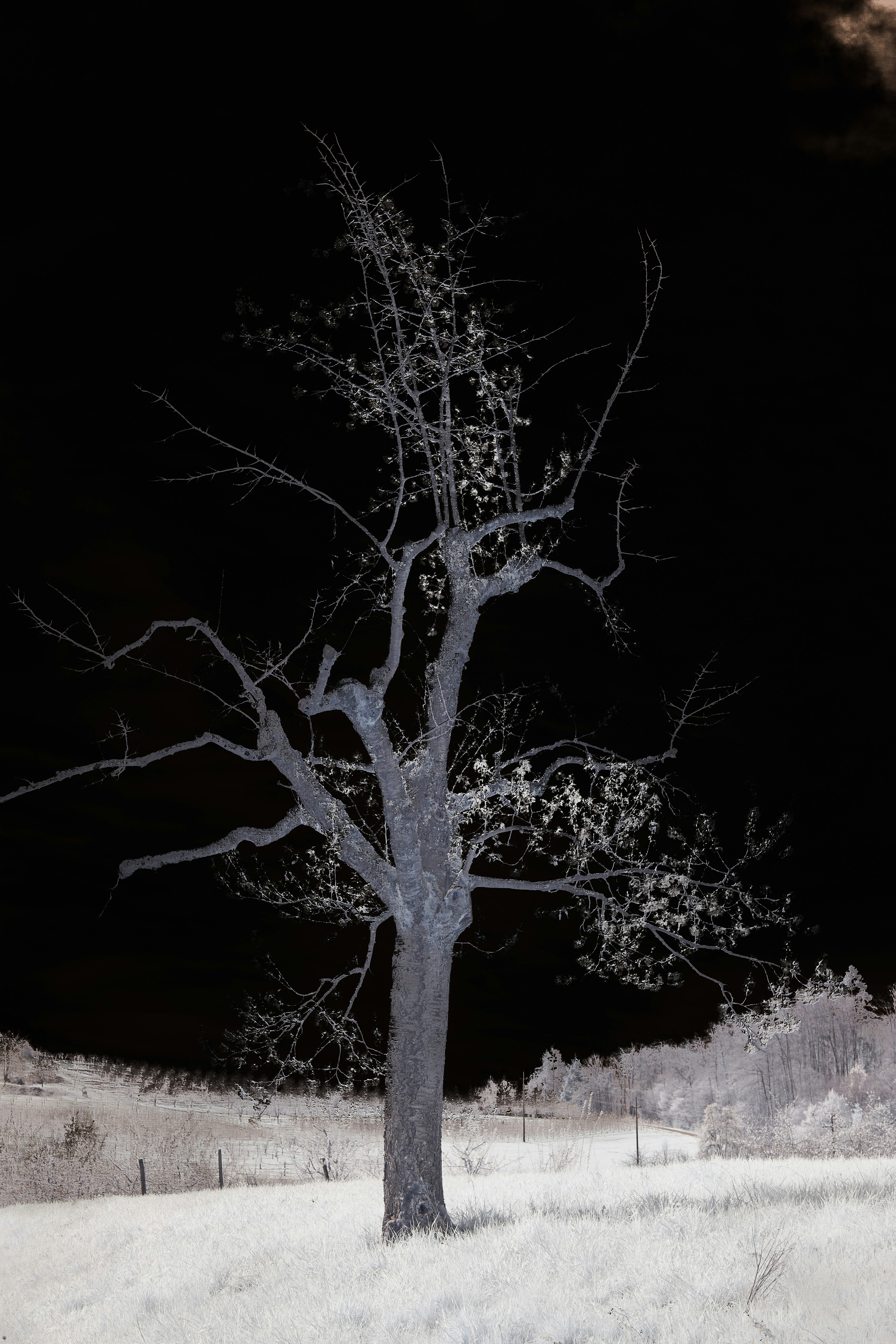 A bare tree in a snowy field at night photo – Free Tree Image on Unsplash