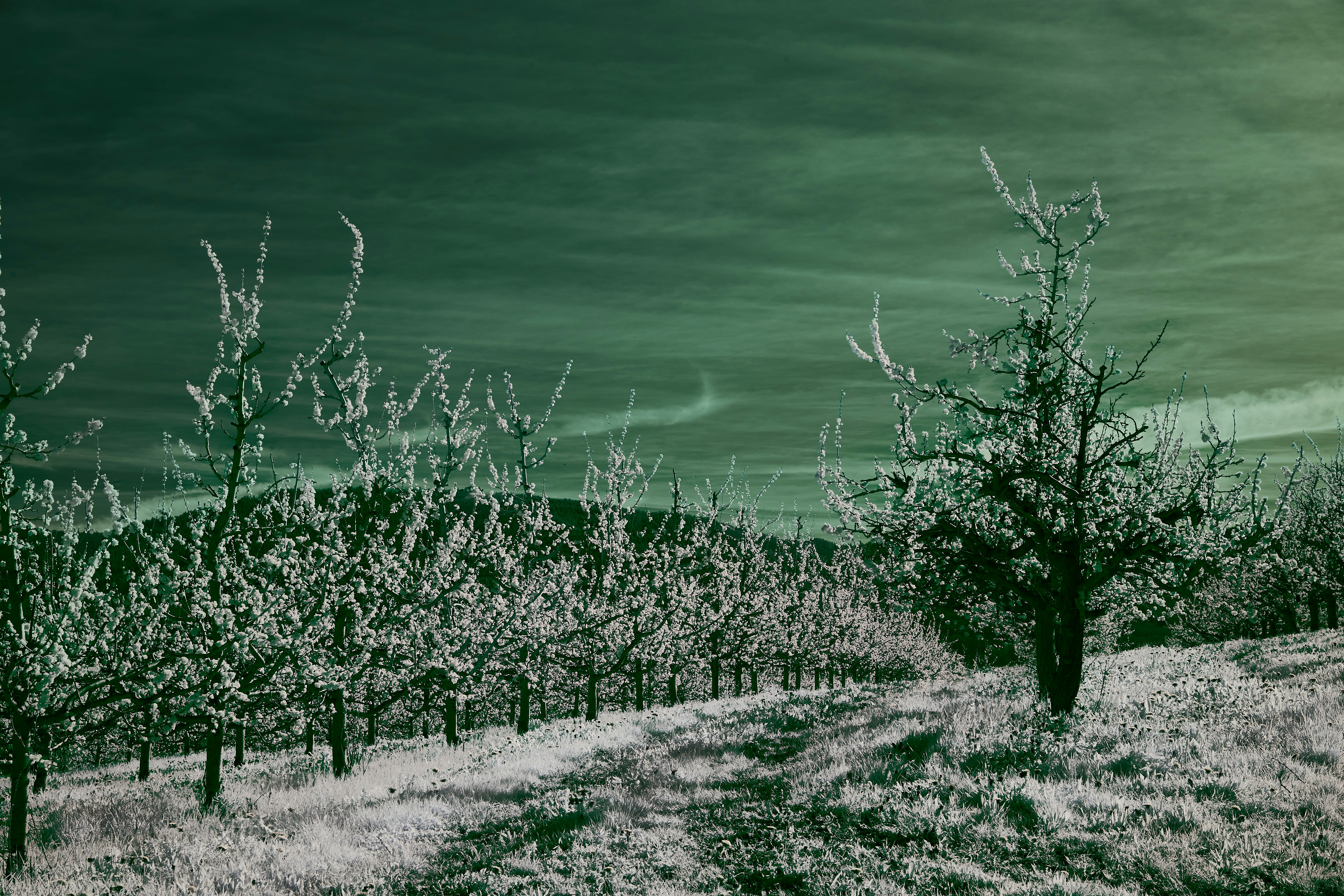 Silent Orchard in Twilight Tone