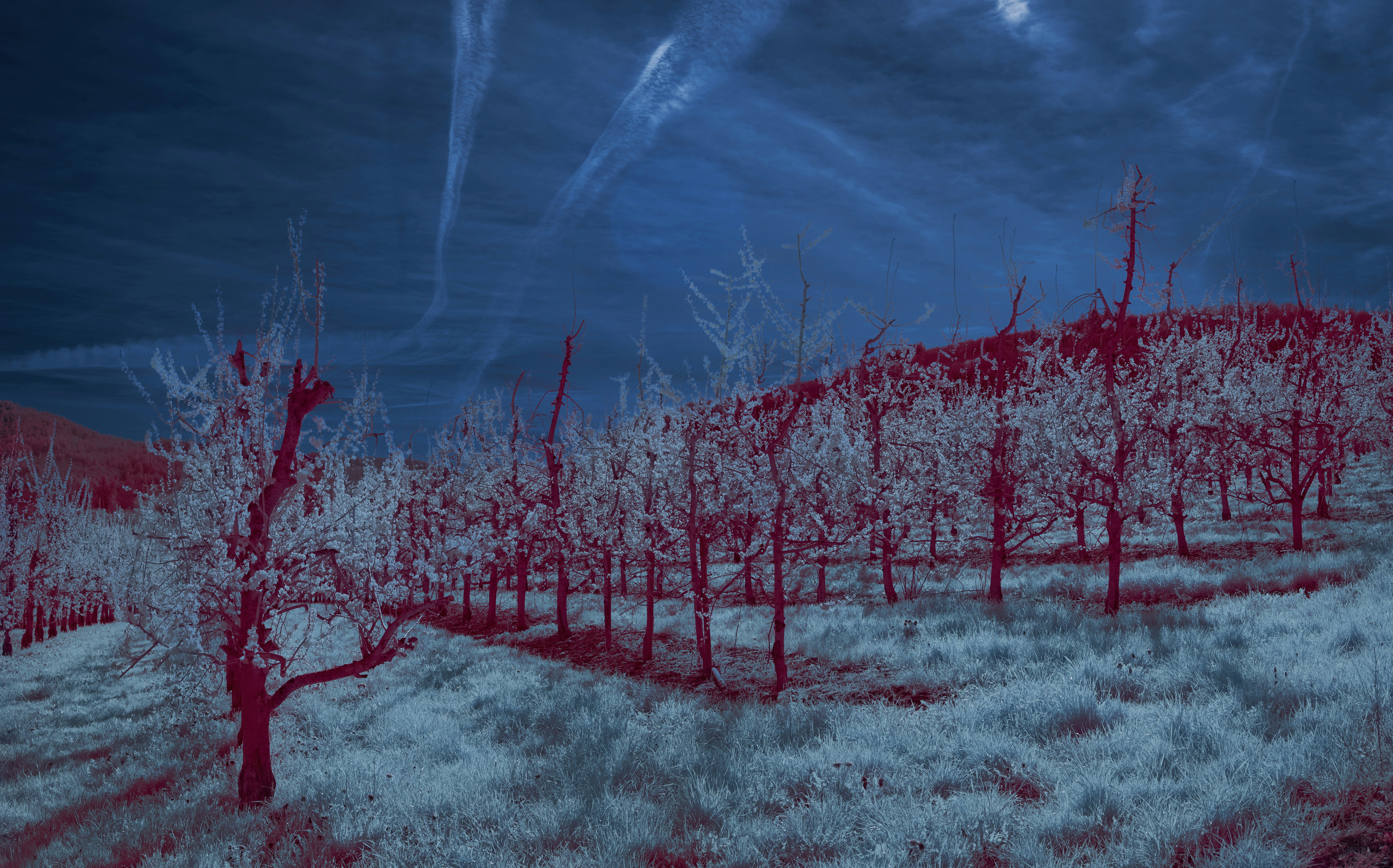 An infrared image of trees in a field photo – Free Nature Image on Unsplash