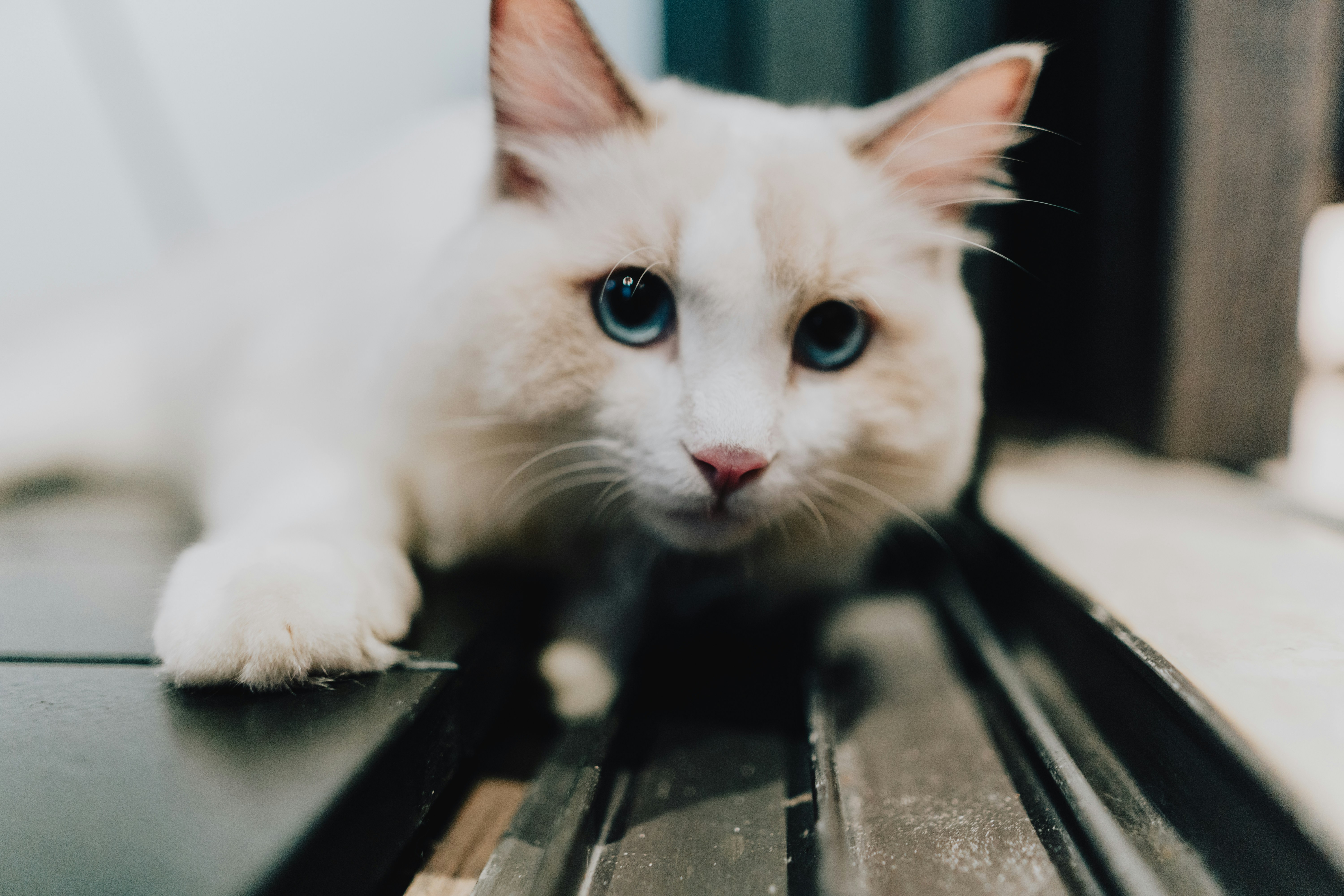 Blue-Eyed Cat at the Threshold: Soft-Focus Portrait on a Rail