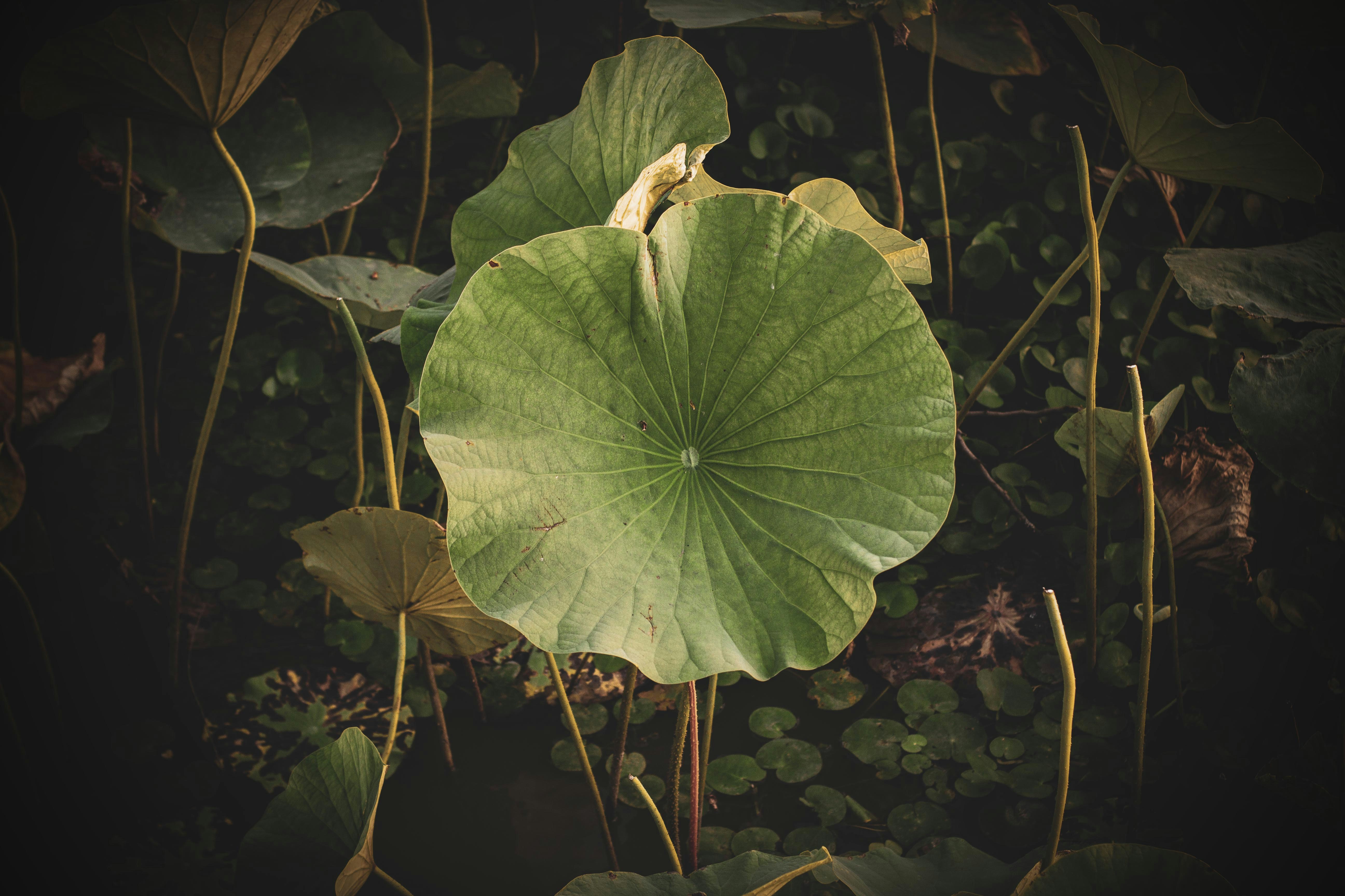 Radiant Veins in Dim Understory: A Lotus Leaf Close-Up