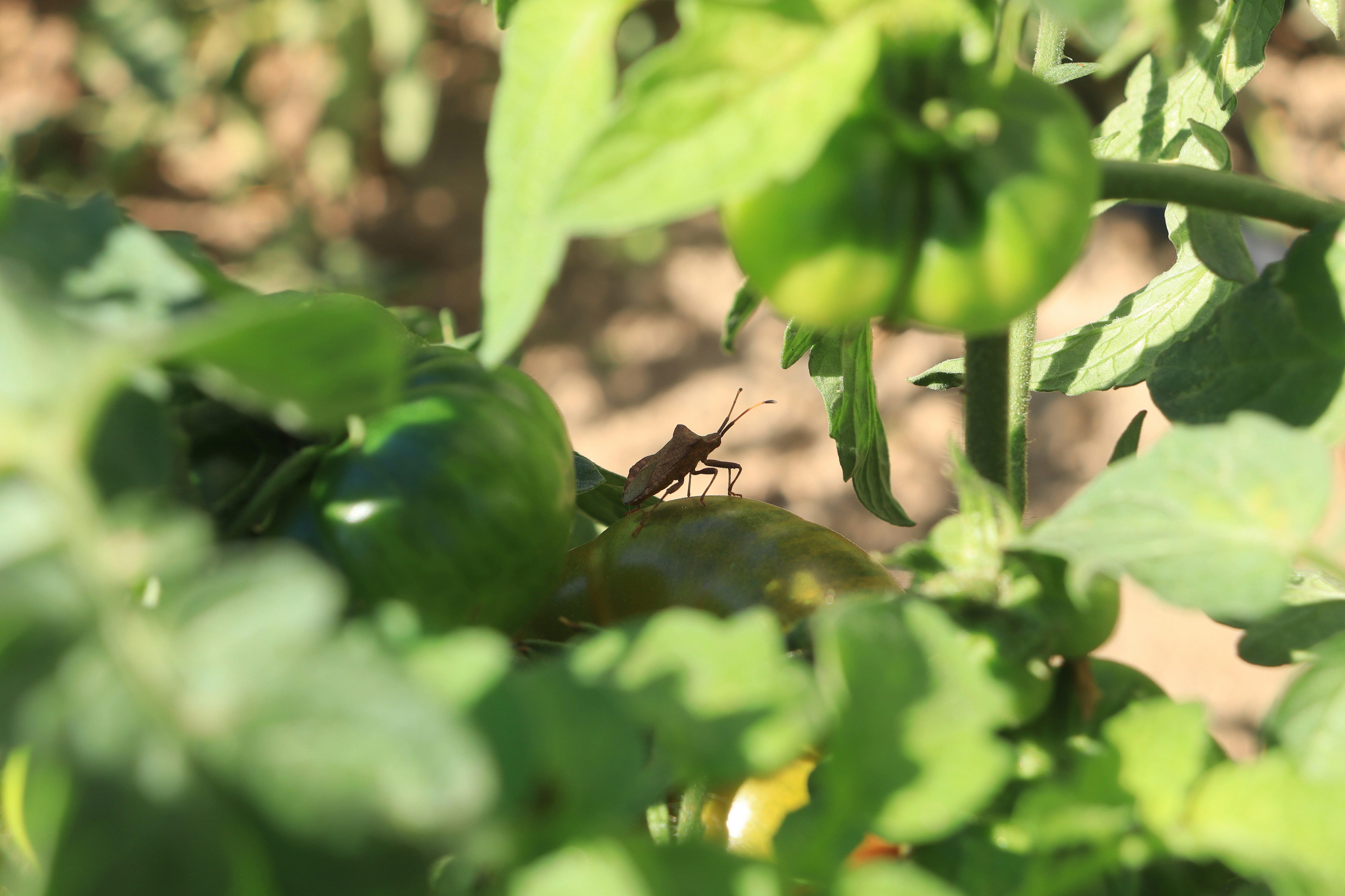 Hidden Beetle Among Green Tomato Leaves