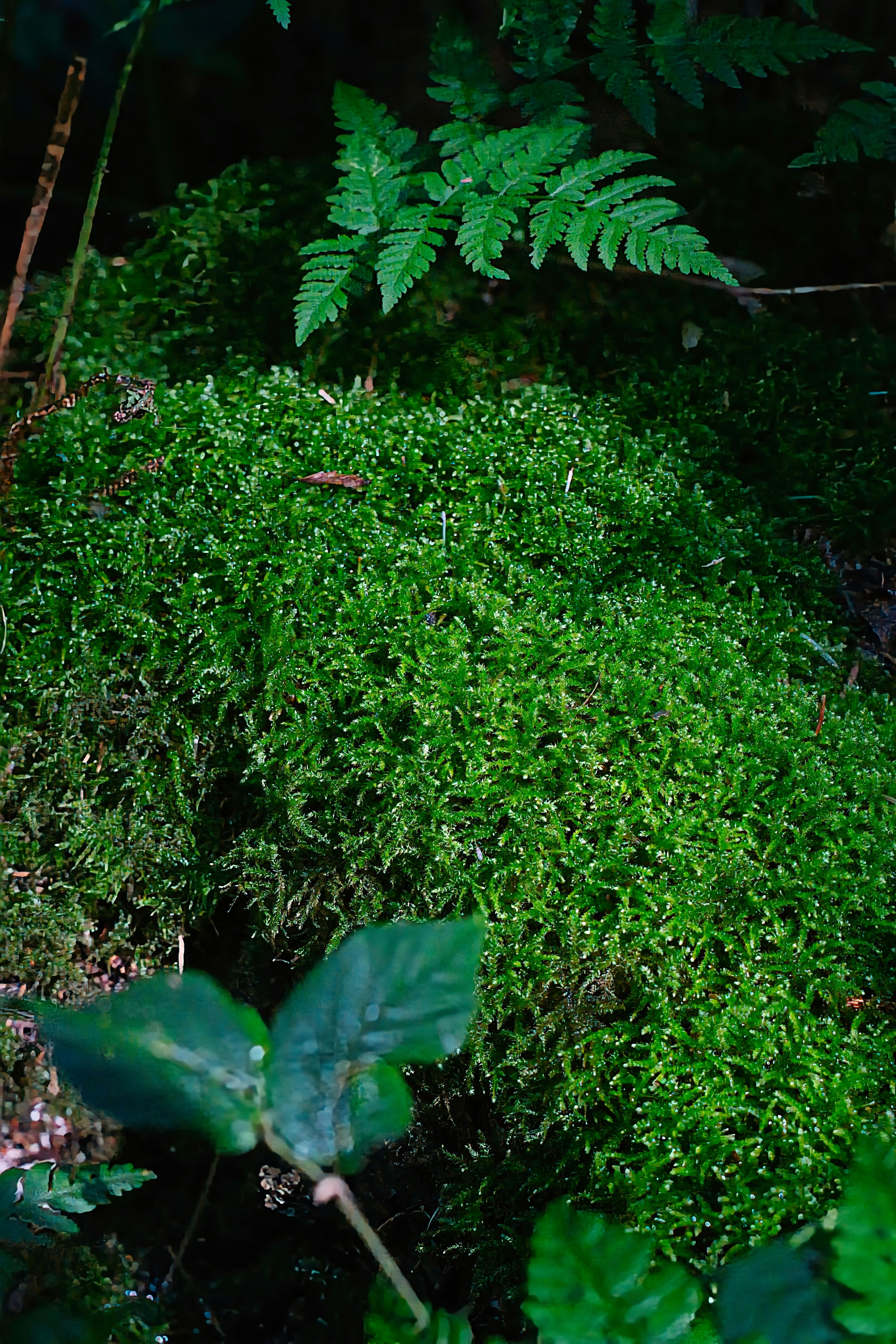 Emerald Microcosm: Moss Carpet Under a Fern's Shadow