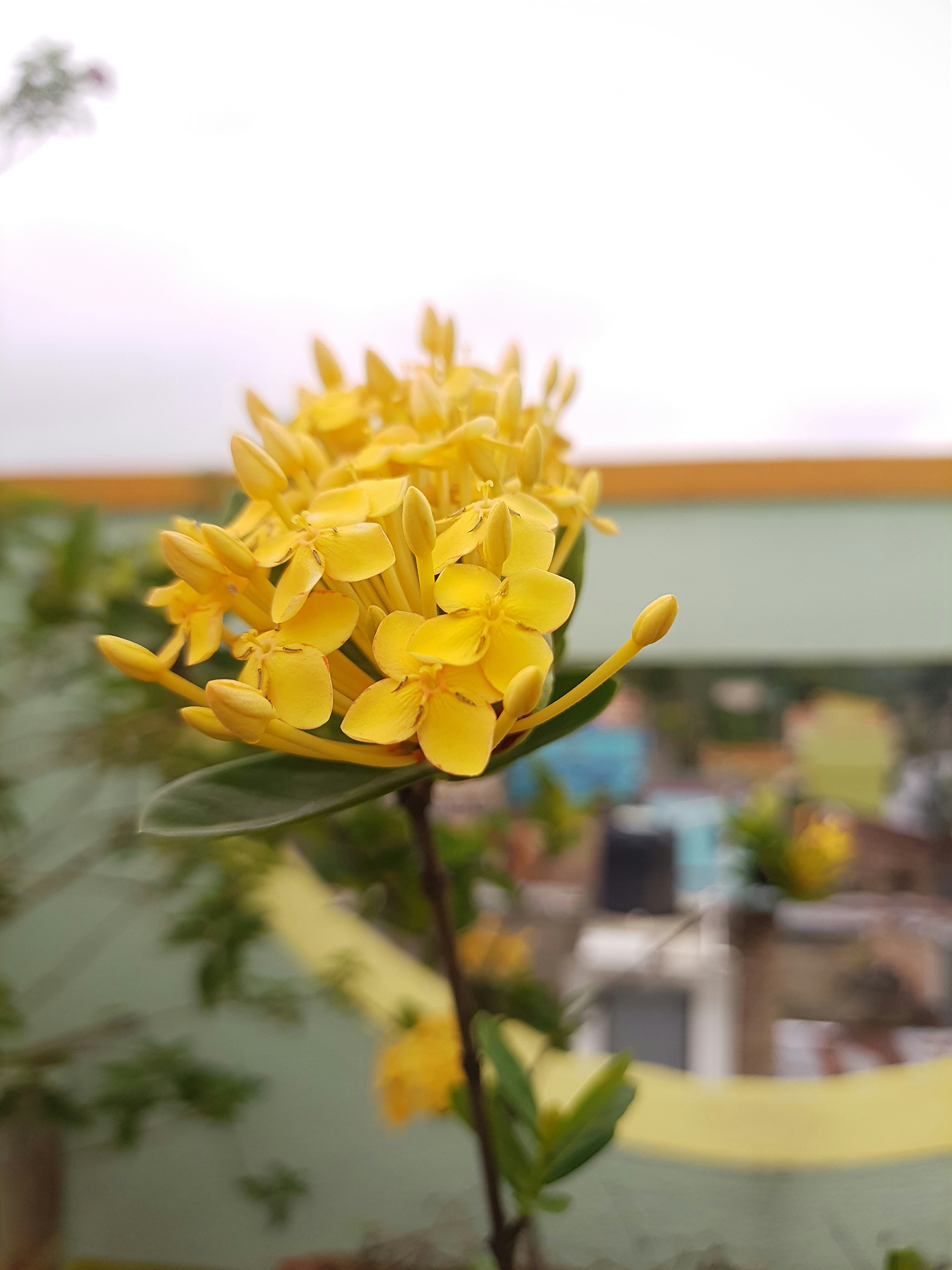 Close-up of a bright yellow ixora cluster in sharp focus, with a softly blurred rooftop backdrop. The shot highlights petal texture and vibrant color against an urban setting.