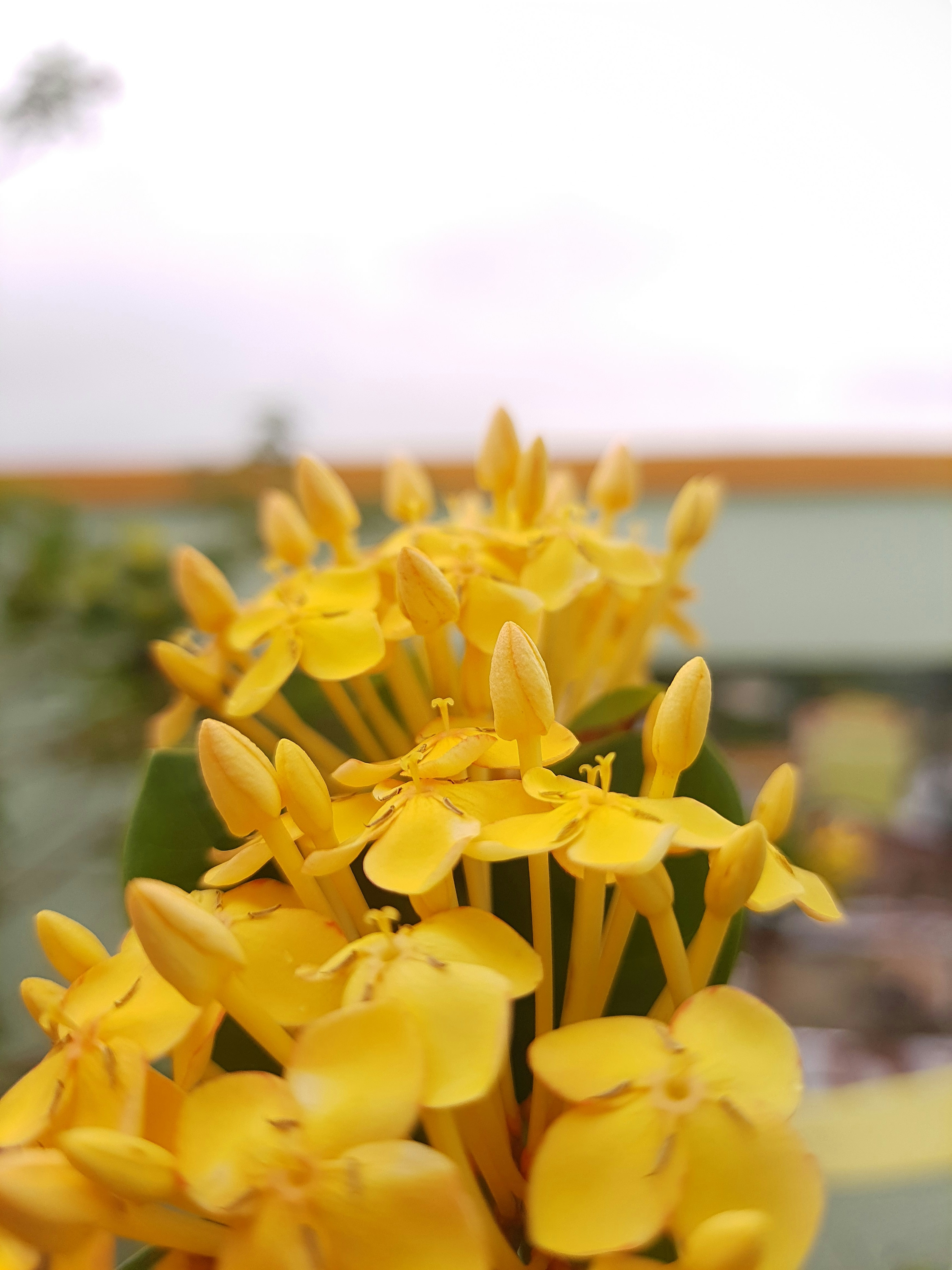 Golden Orchid Cluster in Soft Focus