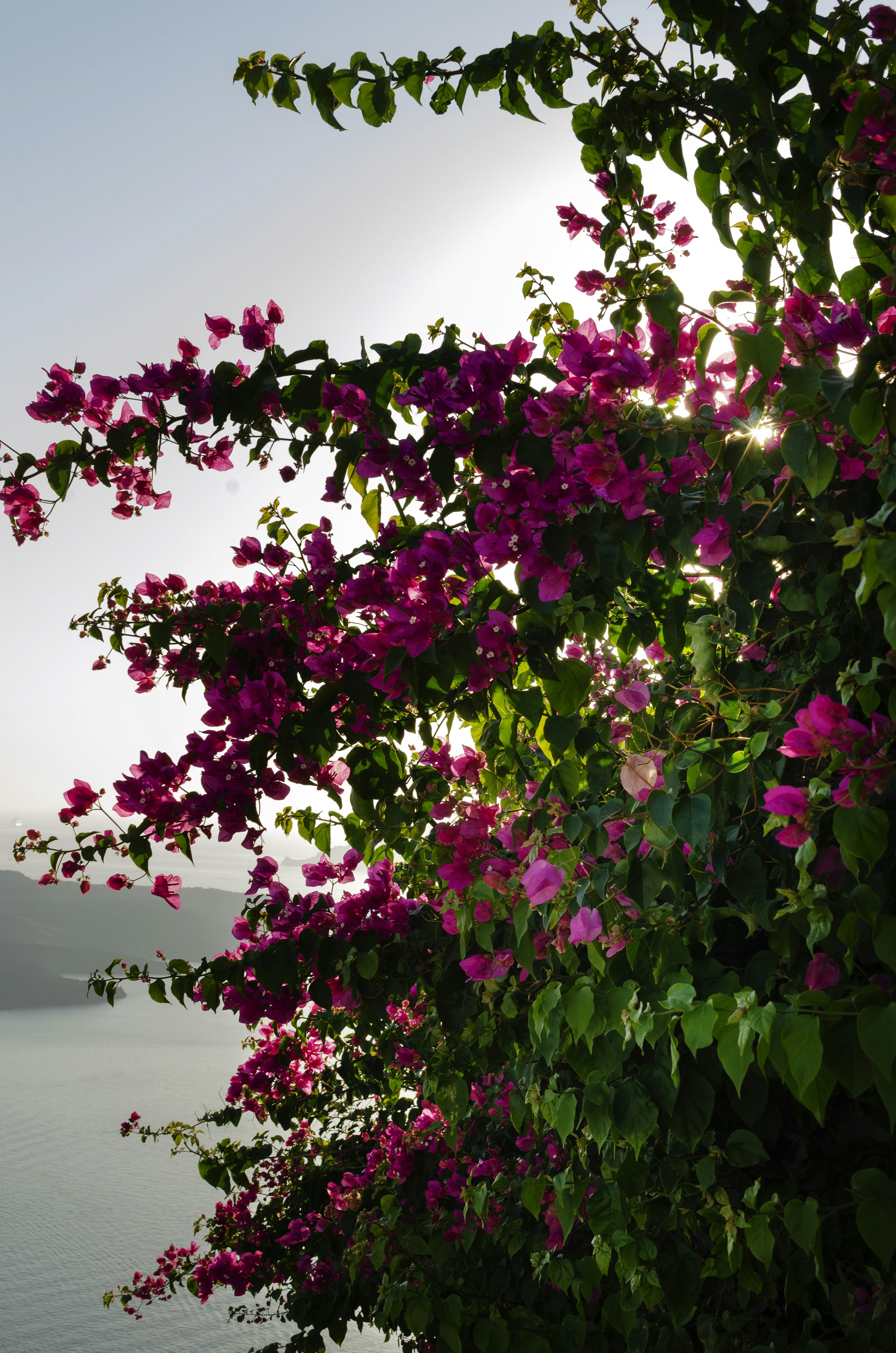 Backlit Bougainvillea Cascade Over a Seaside Cliff