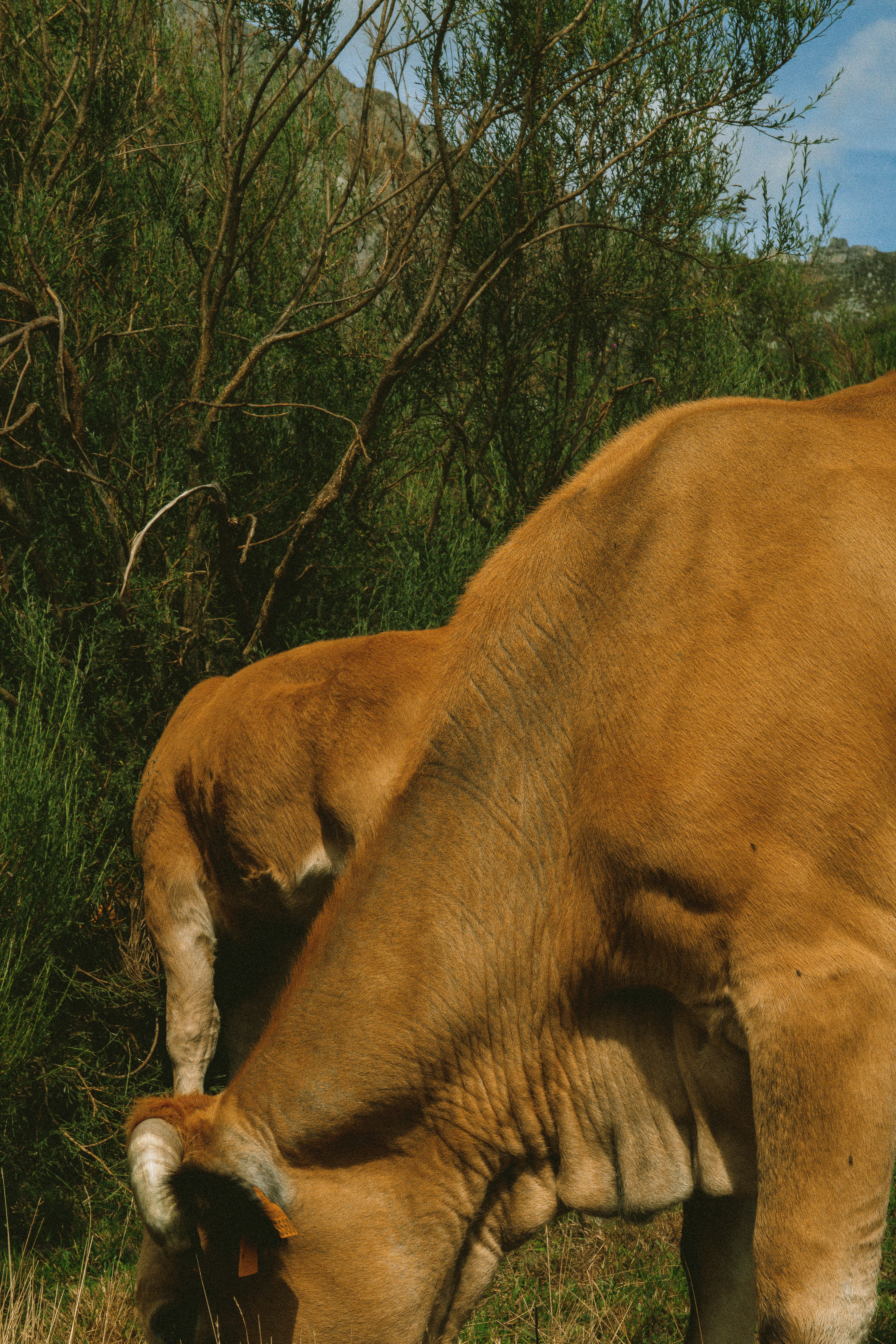 Sunlit Giant: An Elephant's Quiet Portrait in Scrub