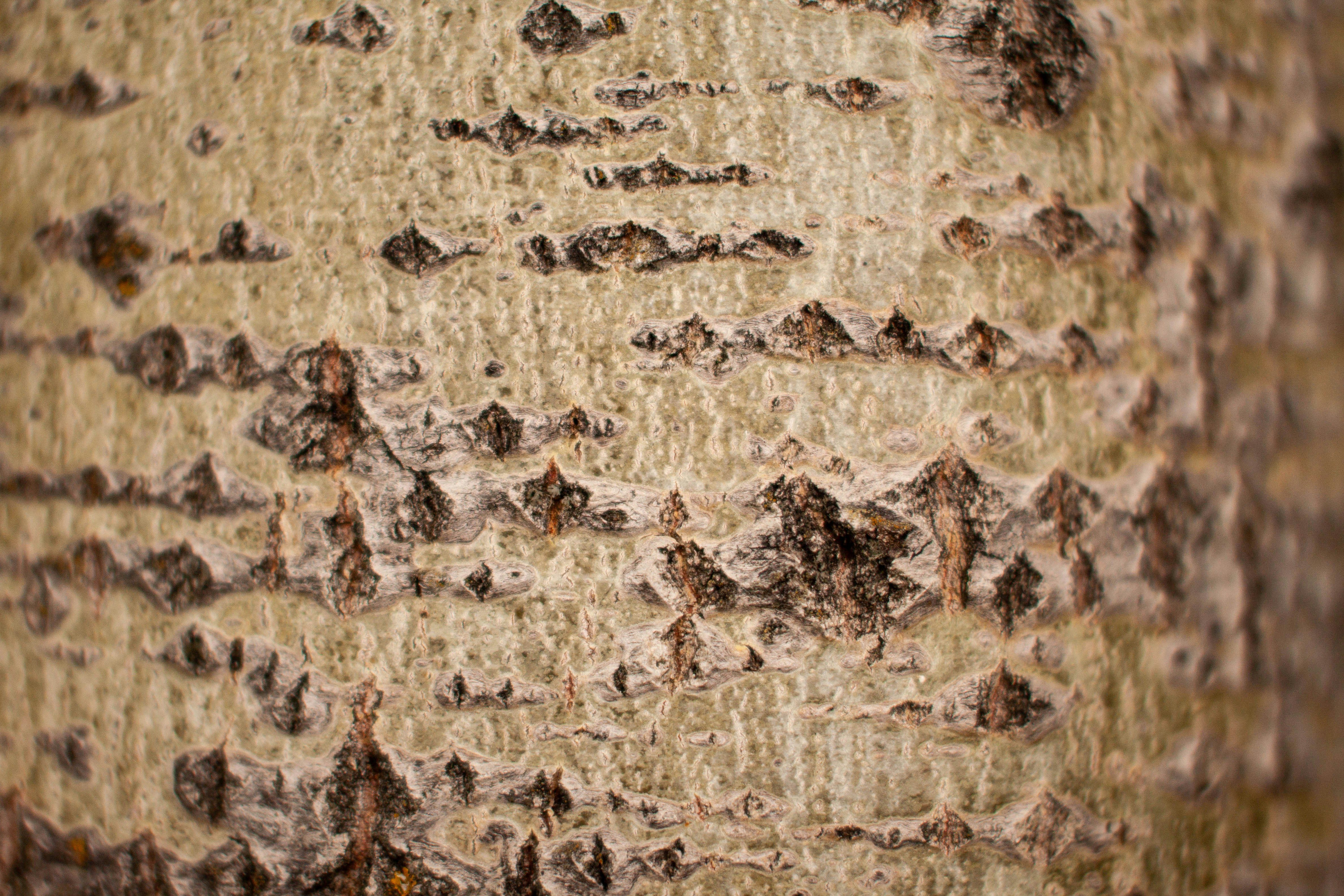 Parchment Background Pictures | Download Free Images on Unsplash