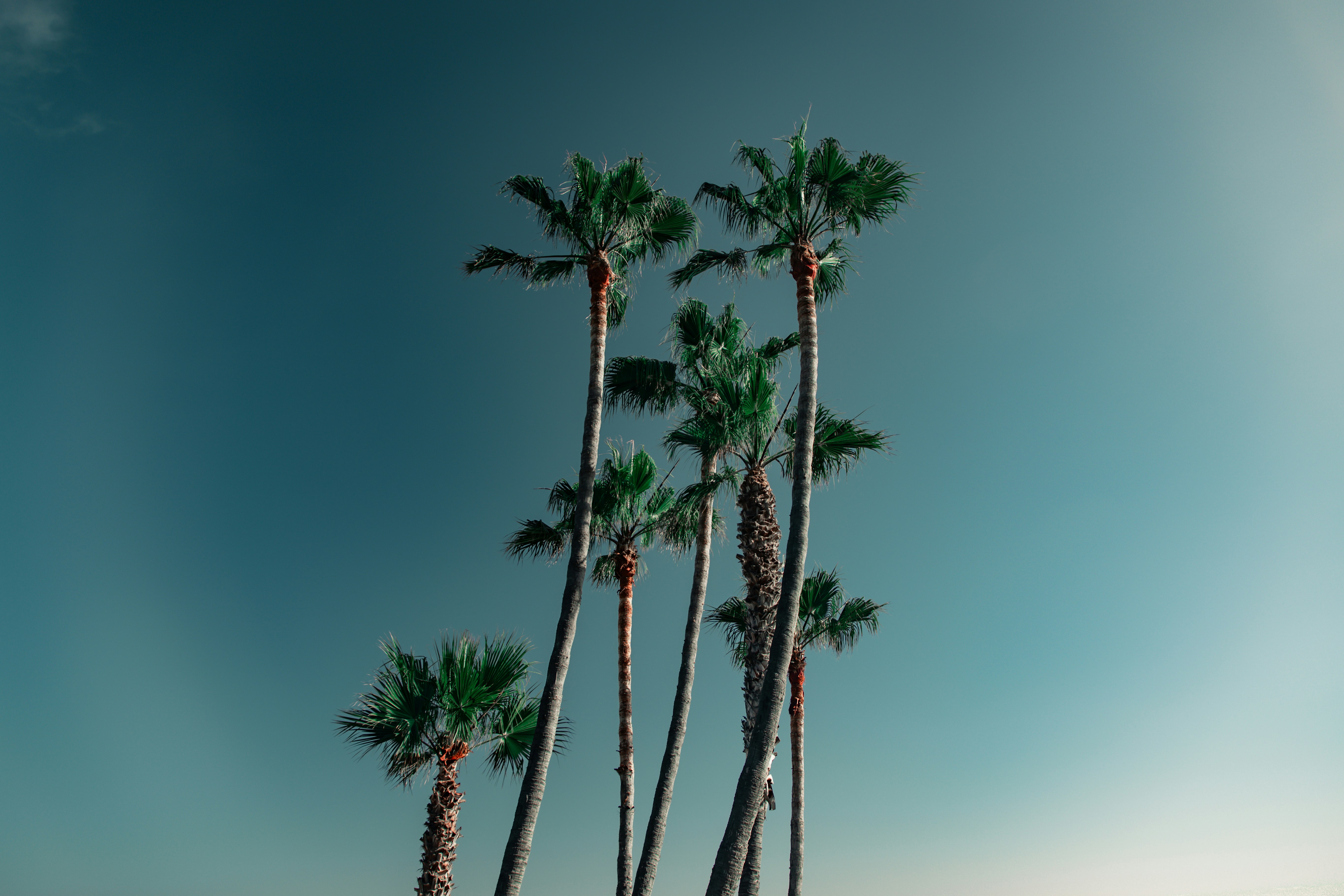 Tropical Sentinels Against a Serene Sky