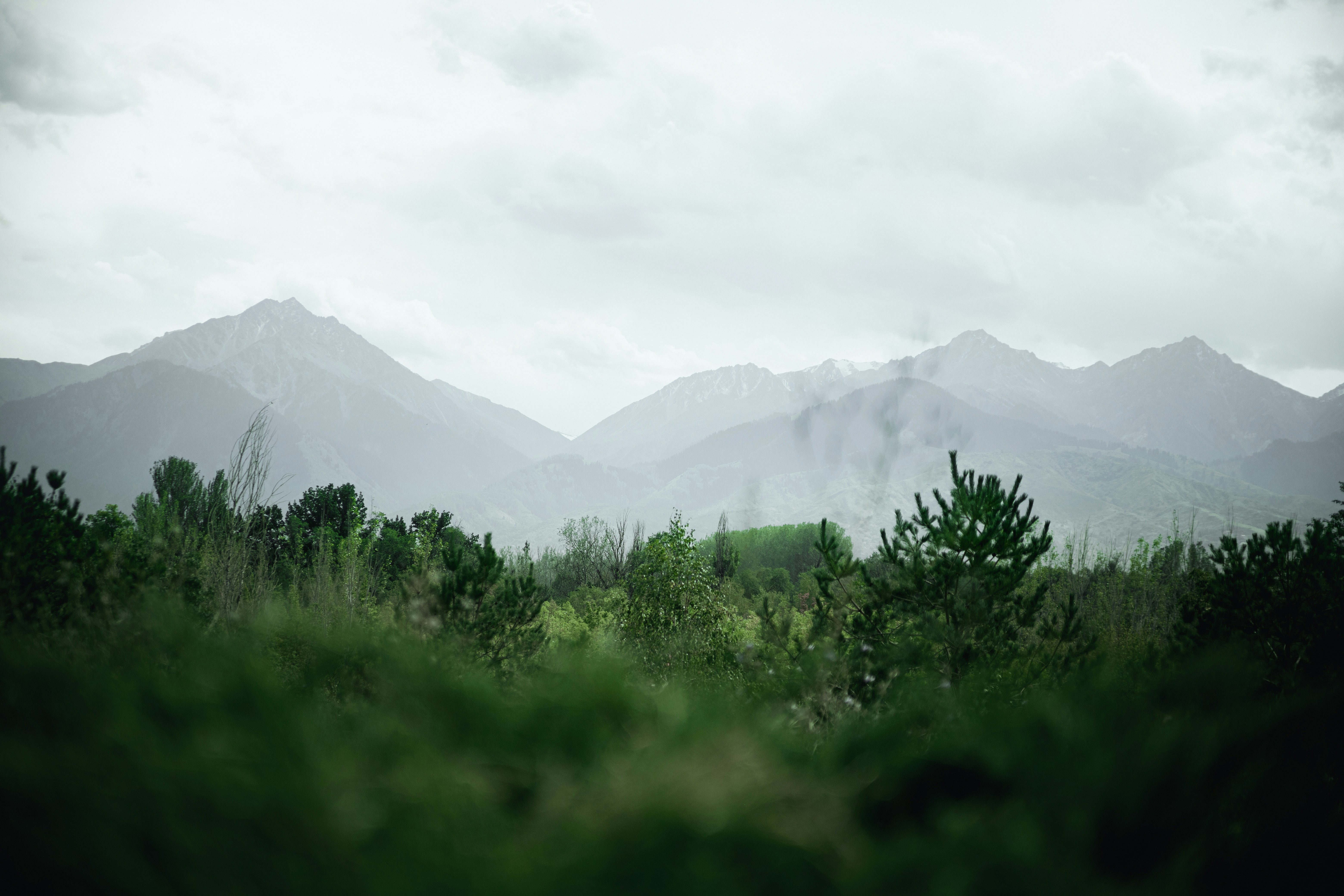 Misty Crest Over a Pine-Fringed Horizon