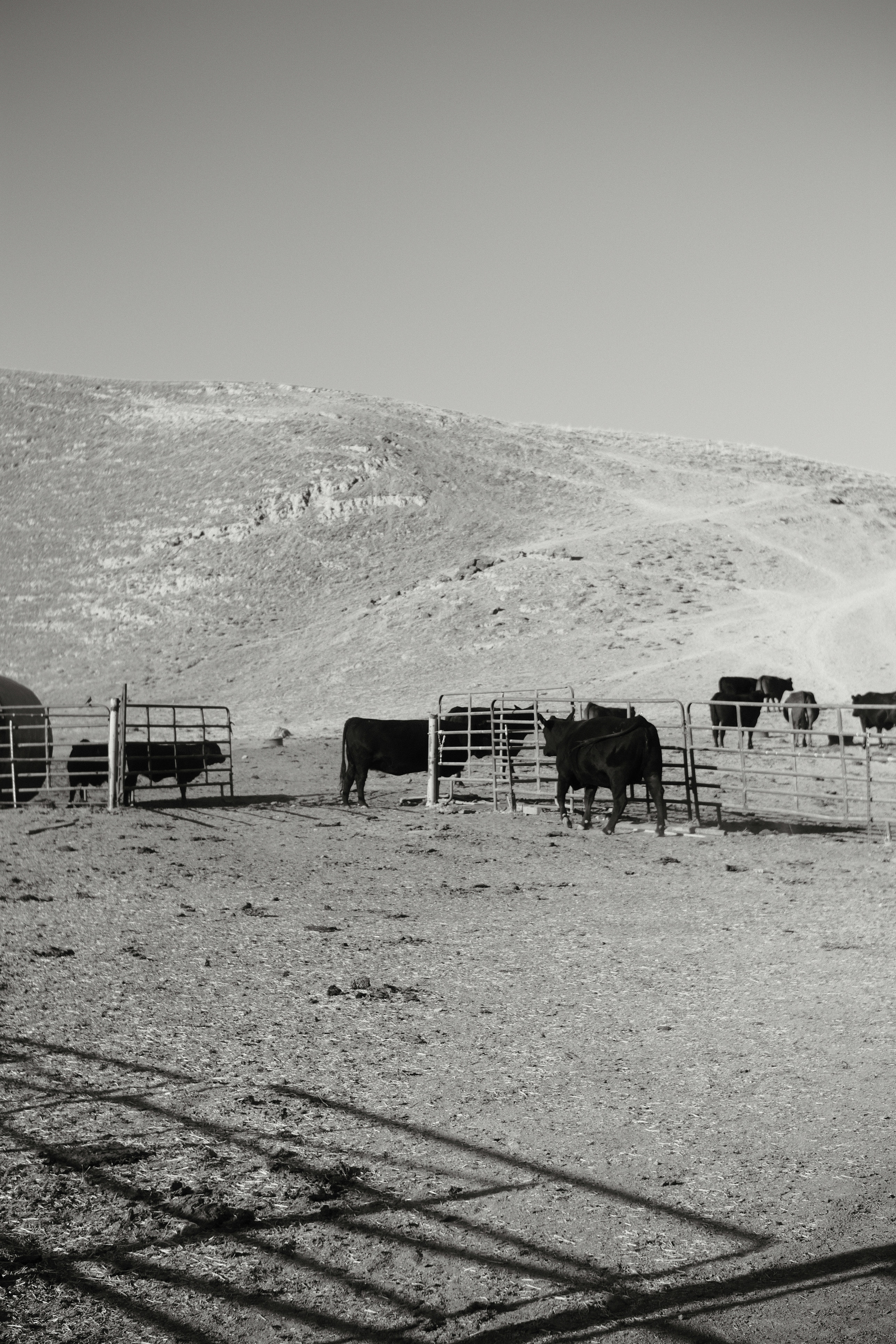 Lines of Solitude: Cattle Framed by Fences Under a Desert Slope