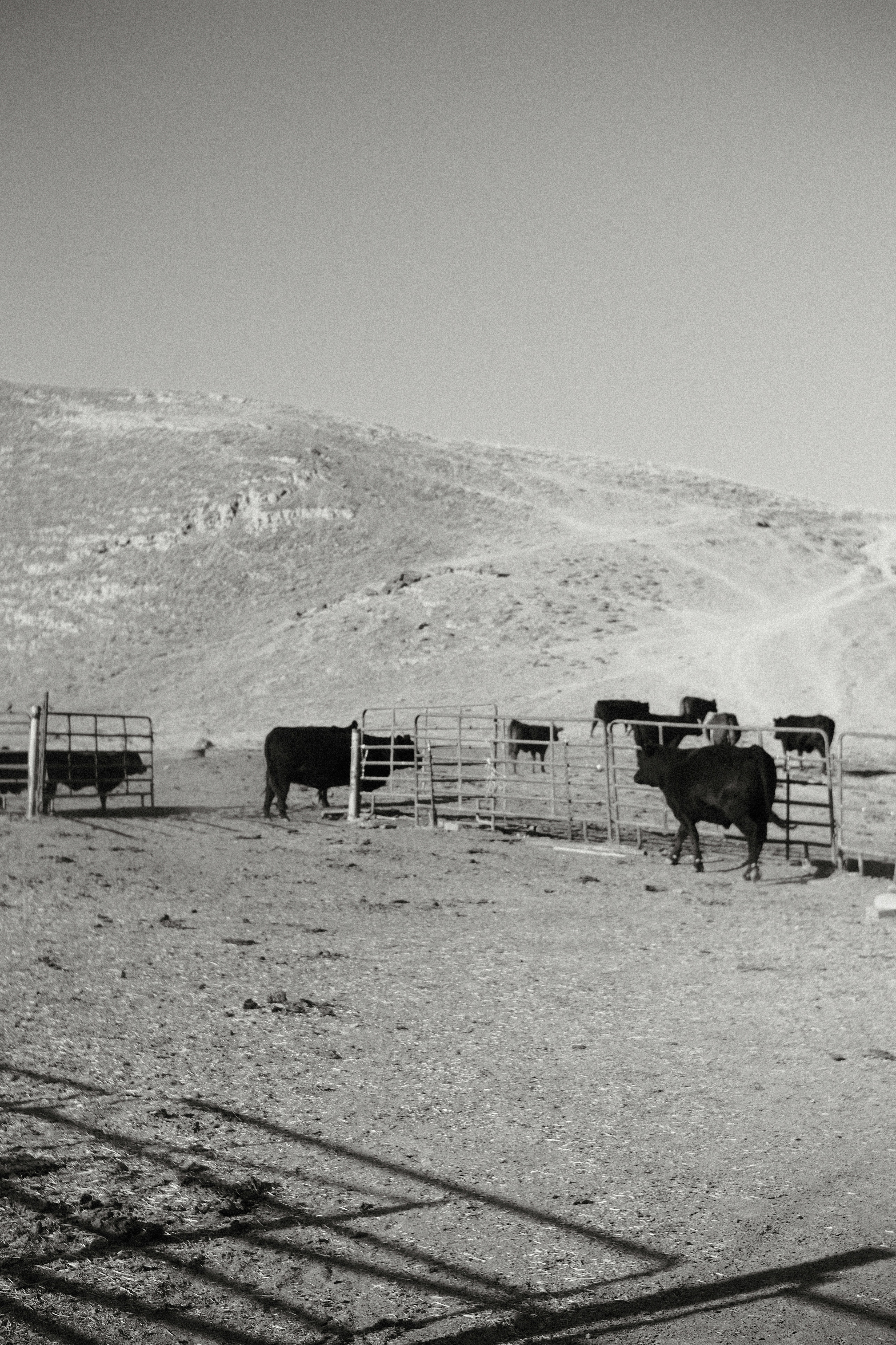 Desert Corrals in Monochrome: Cattle at the Foot of the Ridge