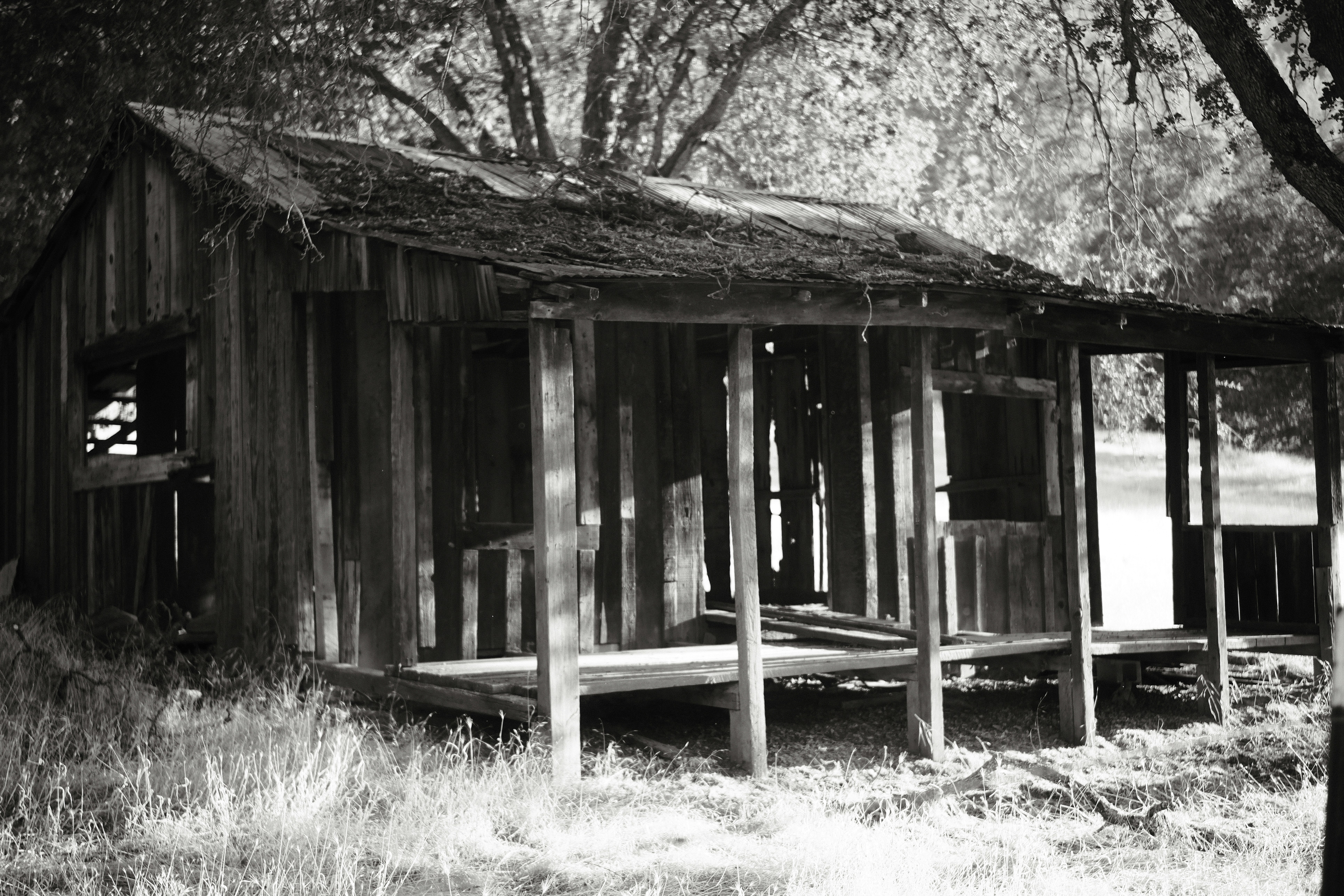 Una foto en blanco y negro de una choza en el bosque foto – Imagen de ...