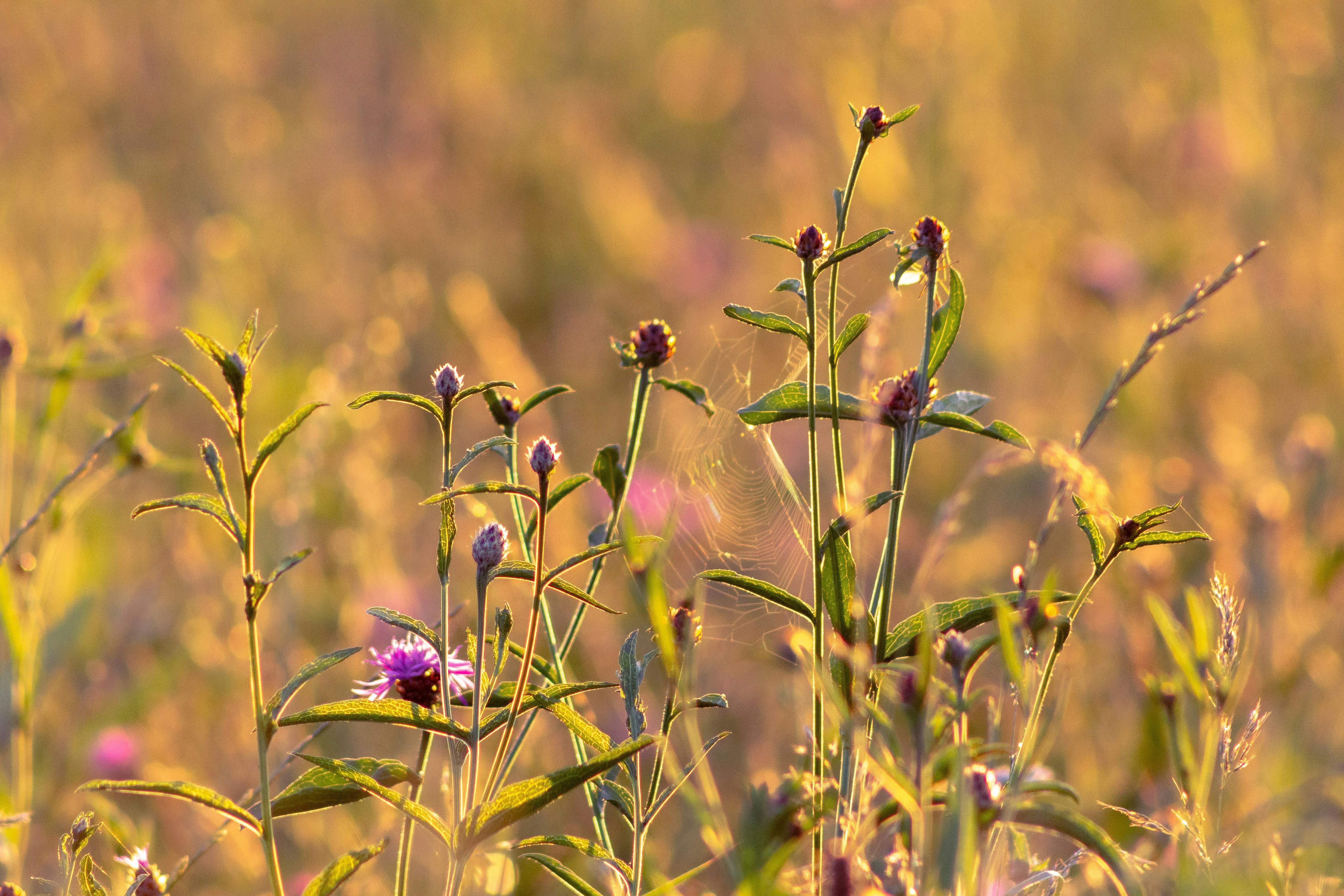 Golden Meadow Bloom: Sunlit Wildflowers in Soft Focus