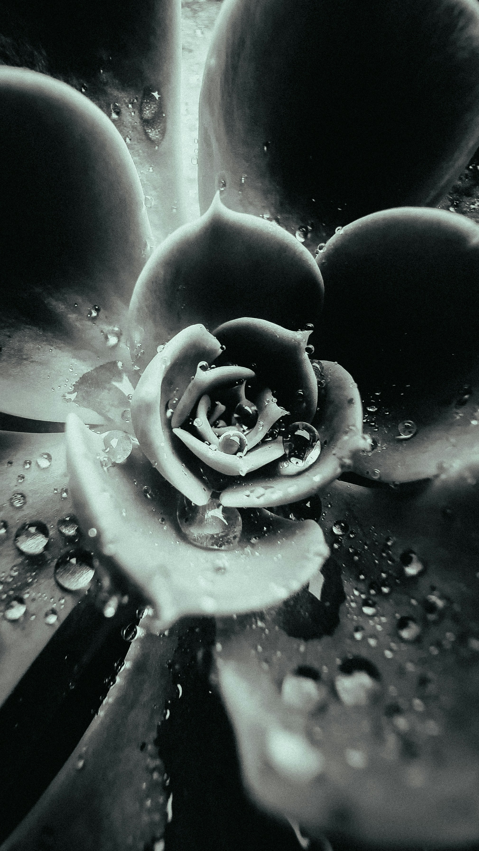 a black and white photo of a flower with water droplets