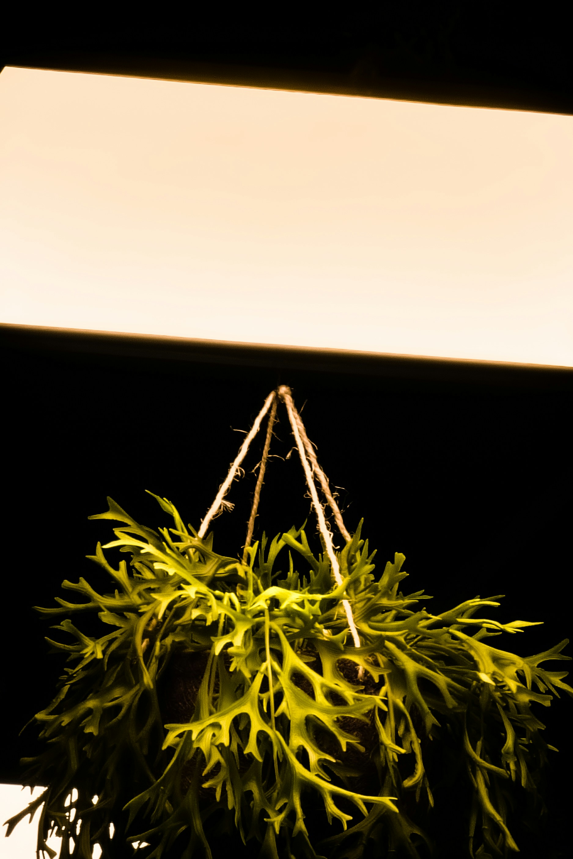 Verdant Pendant under a Narrow Strip of Warm Light