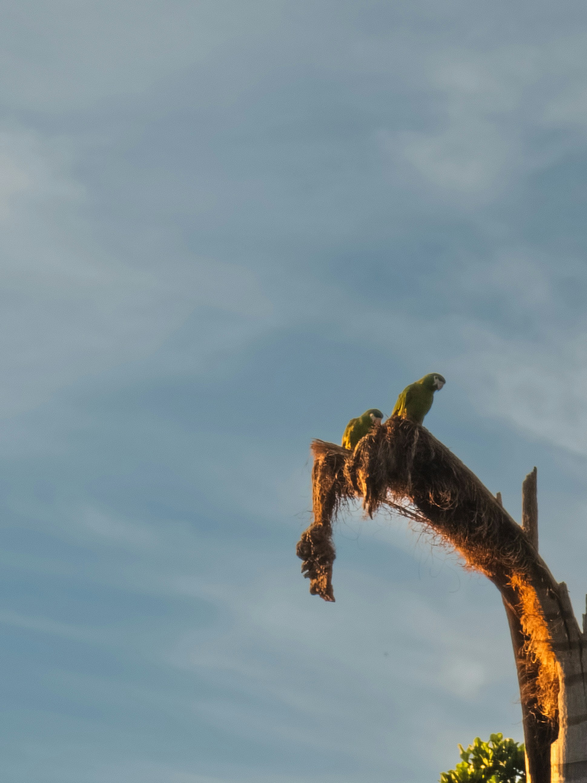 Emerald Parrots Perched on a Weathered Crown Against a Clear Sky
