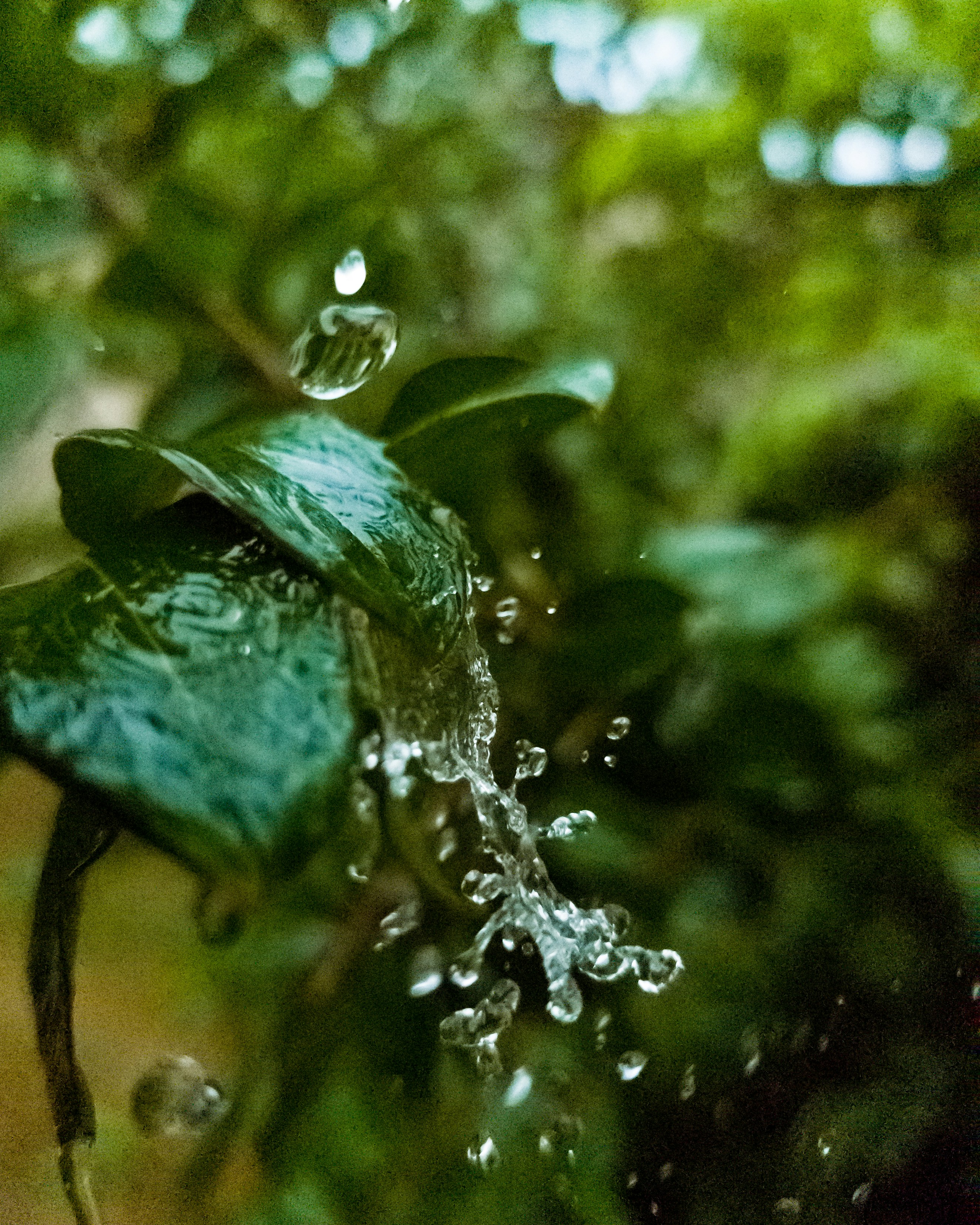 Droplet Mosaic: Mossy Leaf in a Quiet Green Cascade
