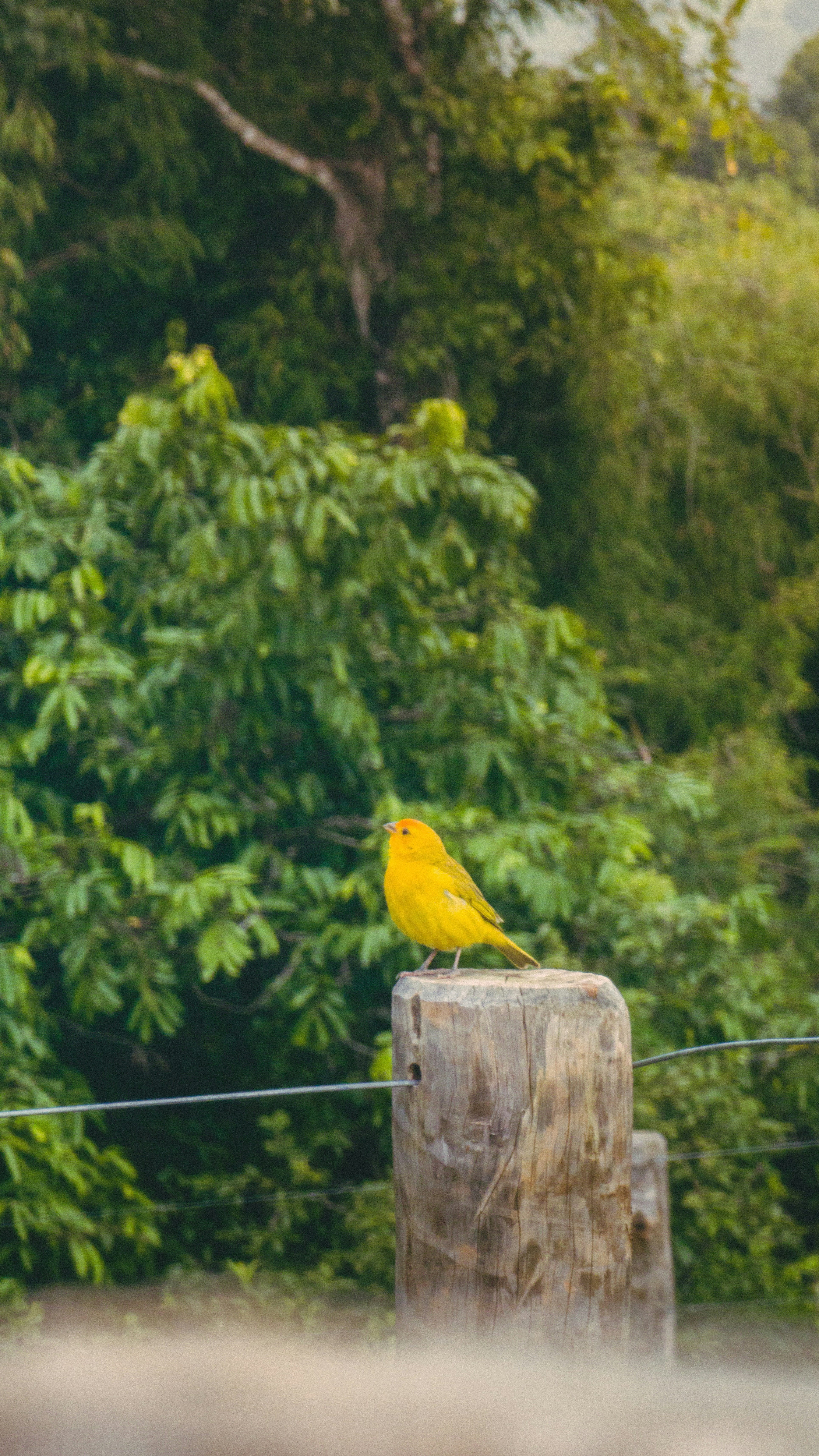 Golden Warbler Alight on Weathered Fence Post