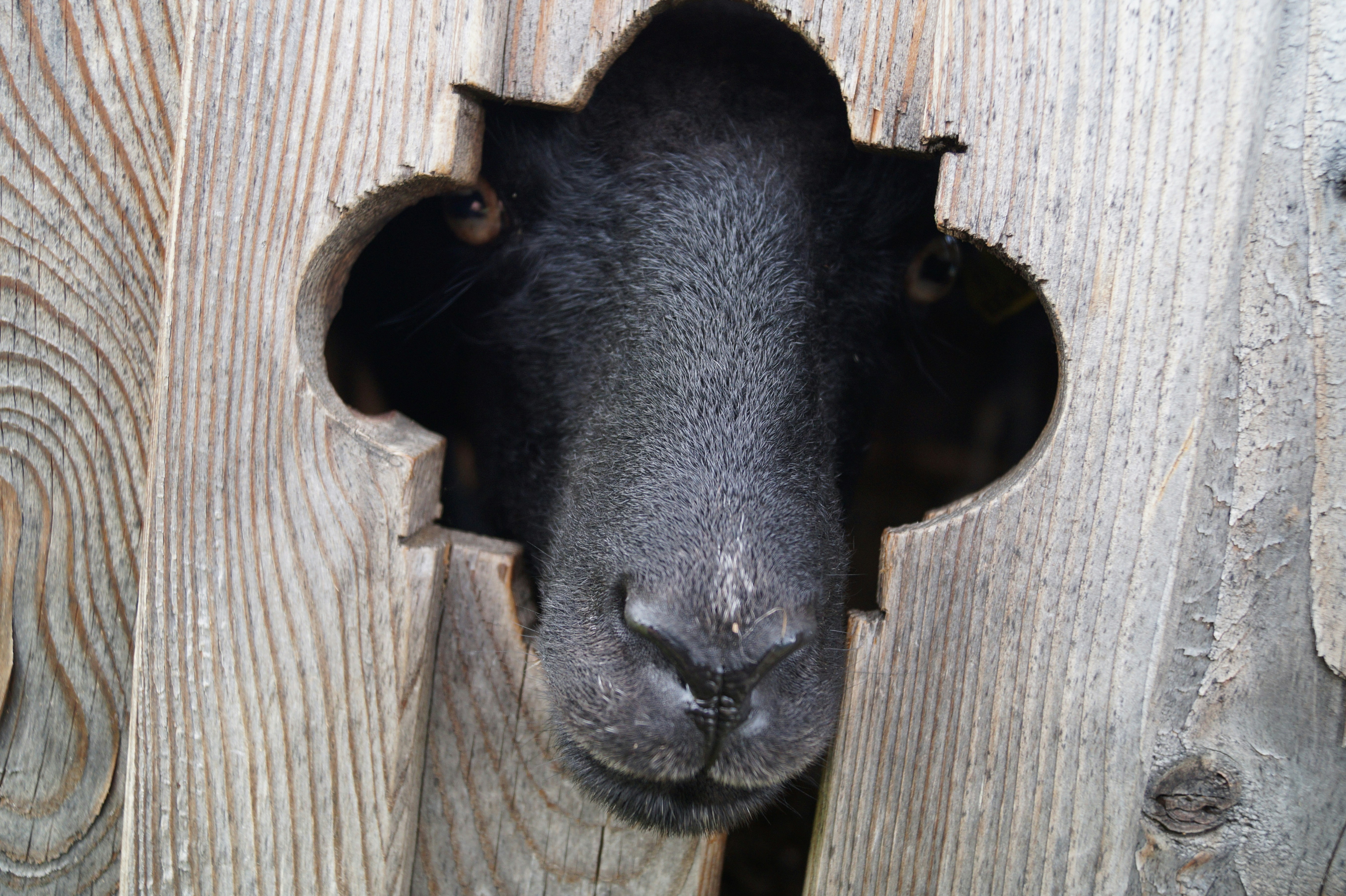 Curious Sheep Peeks Through Rustic Wooden Fence