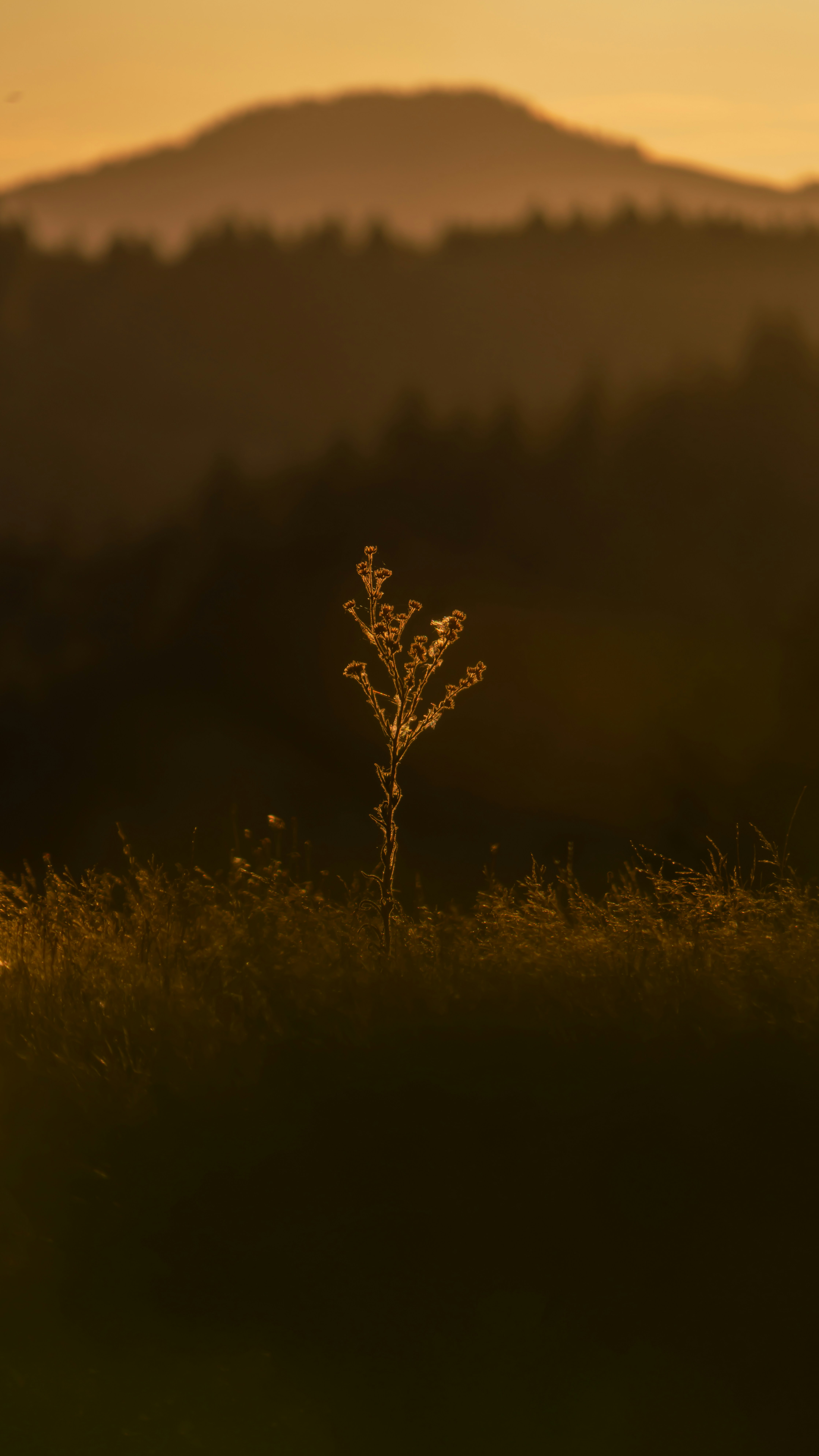 A lone plant in a field with a mountain in the background photo – Free ...