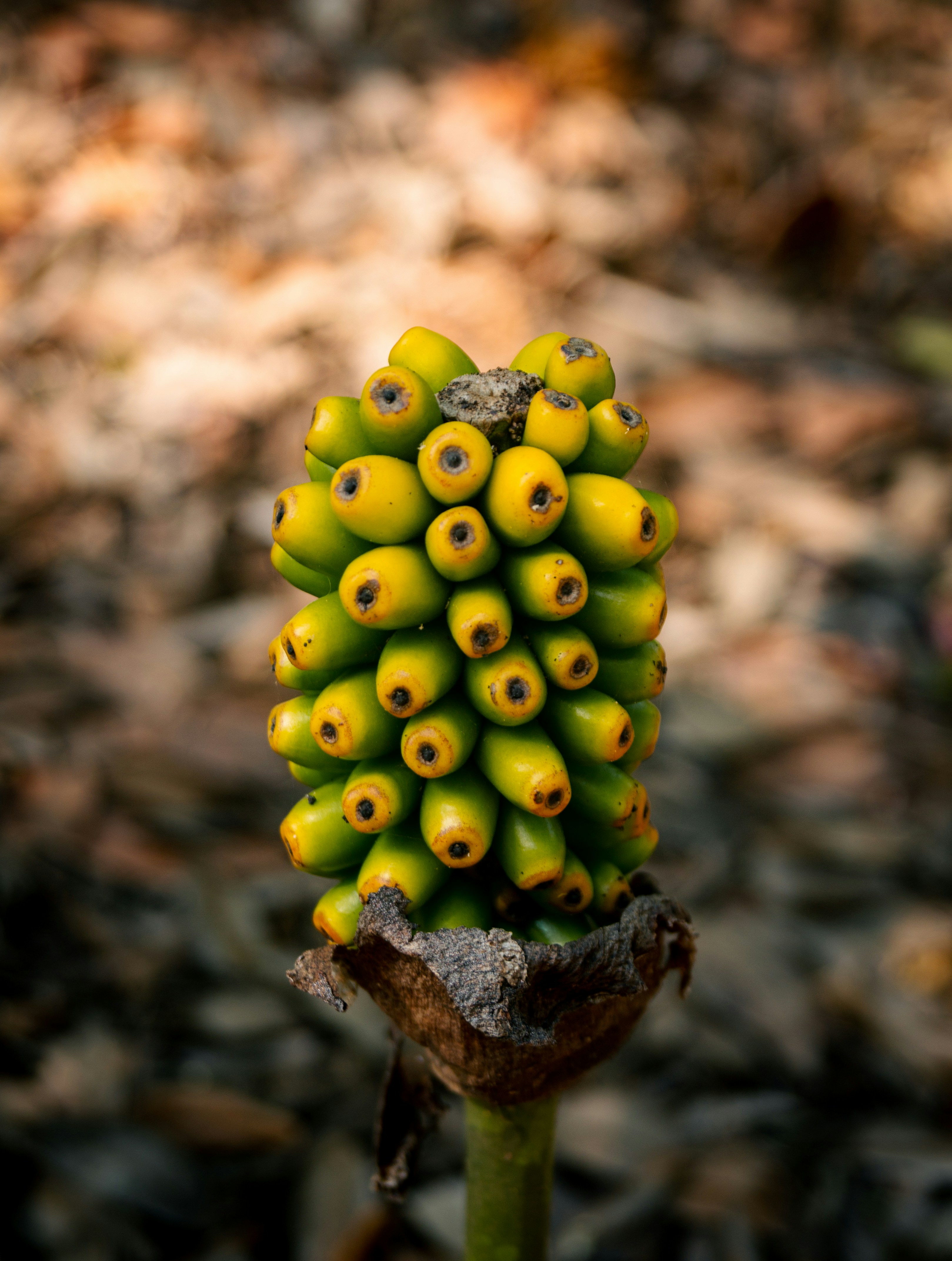Cluster of Yellow Seed Pods on a Green Stem Emerging from Debris