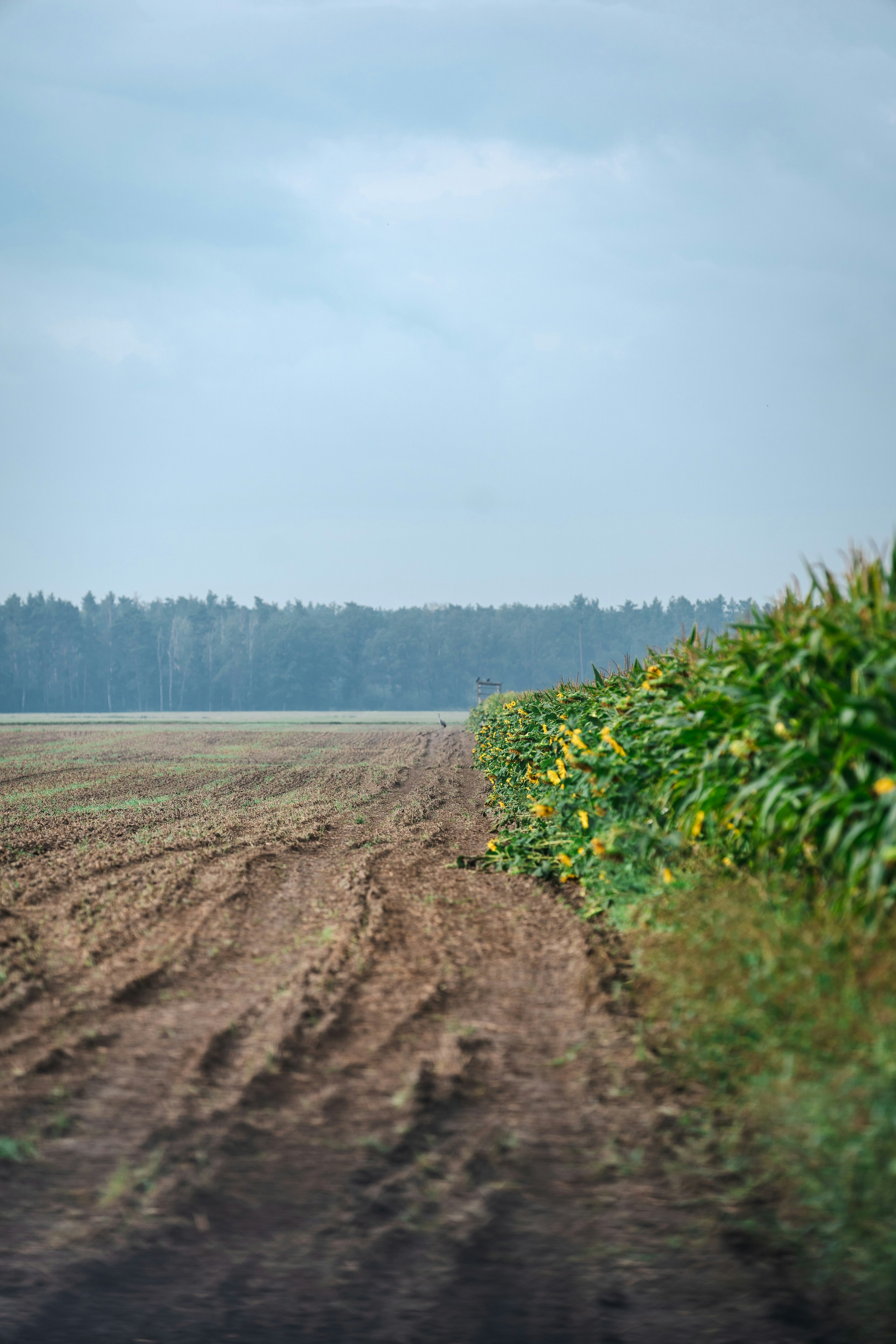 Horizon Path: a dirt track flanked by a flowering hedge toward a distant forest