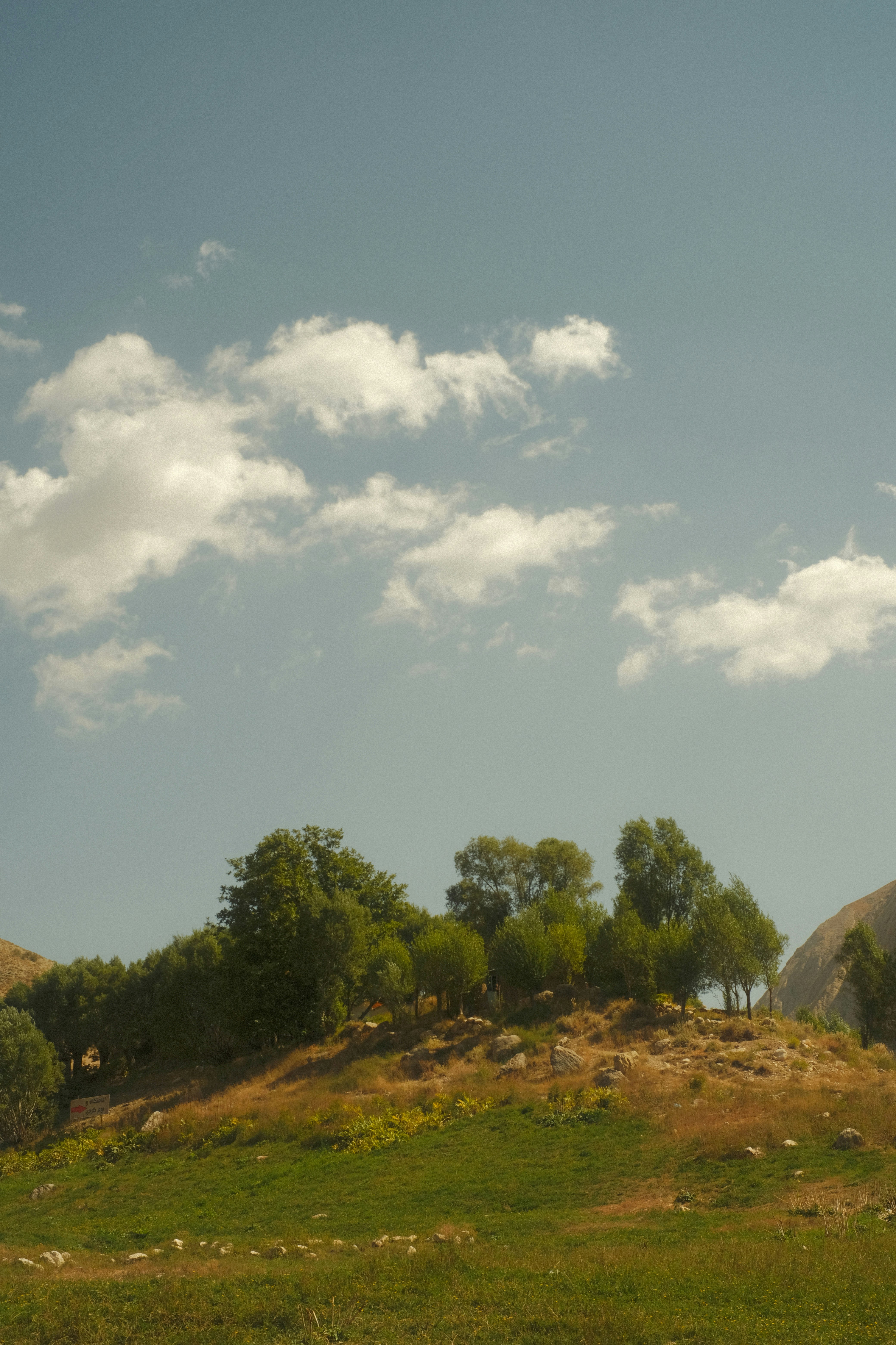 Sunlit Hilltop with lone trees under a Blue Skies