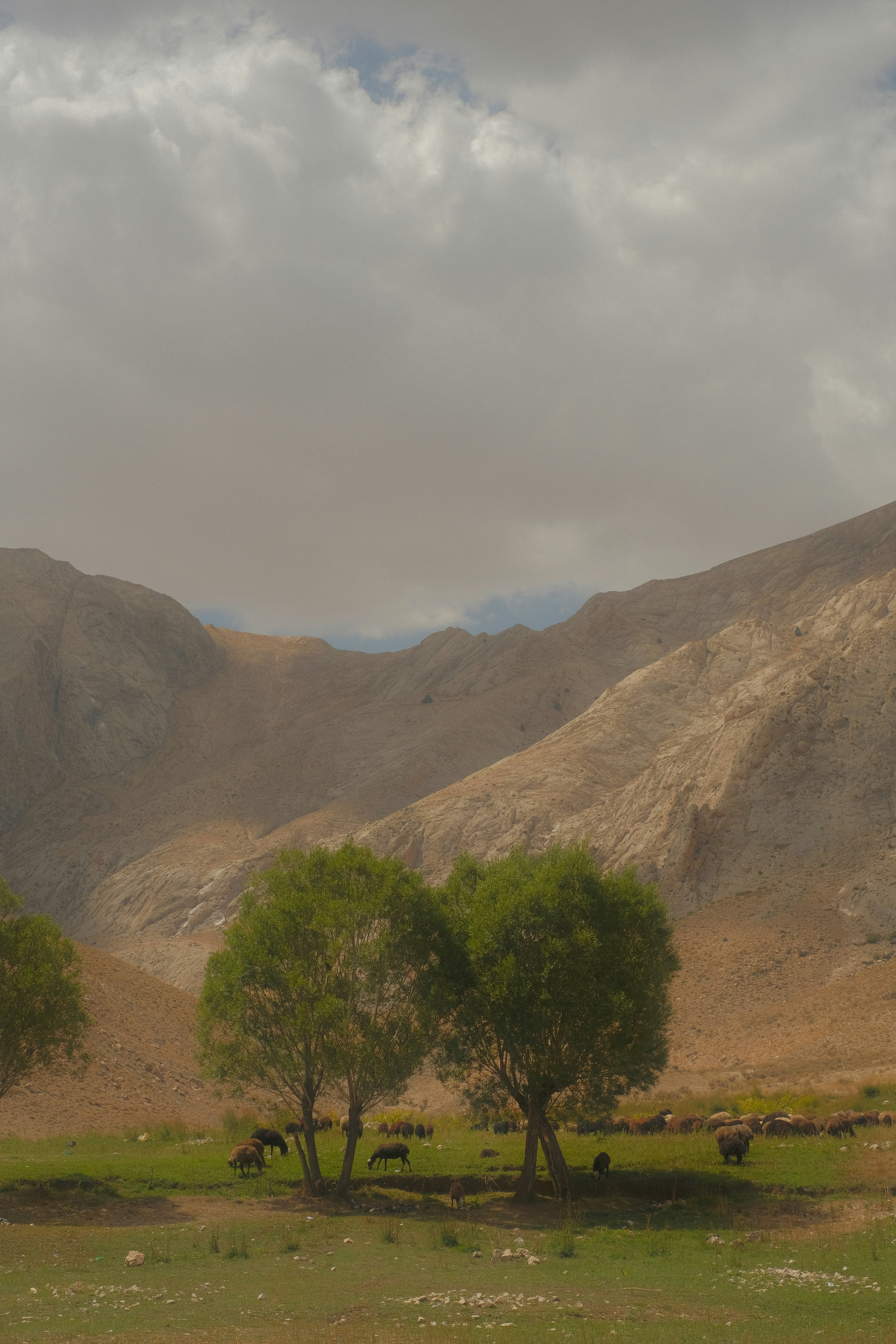 Verdant Oases Within Desert Giants: Herds Beneath the Trees
