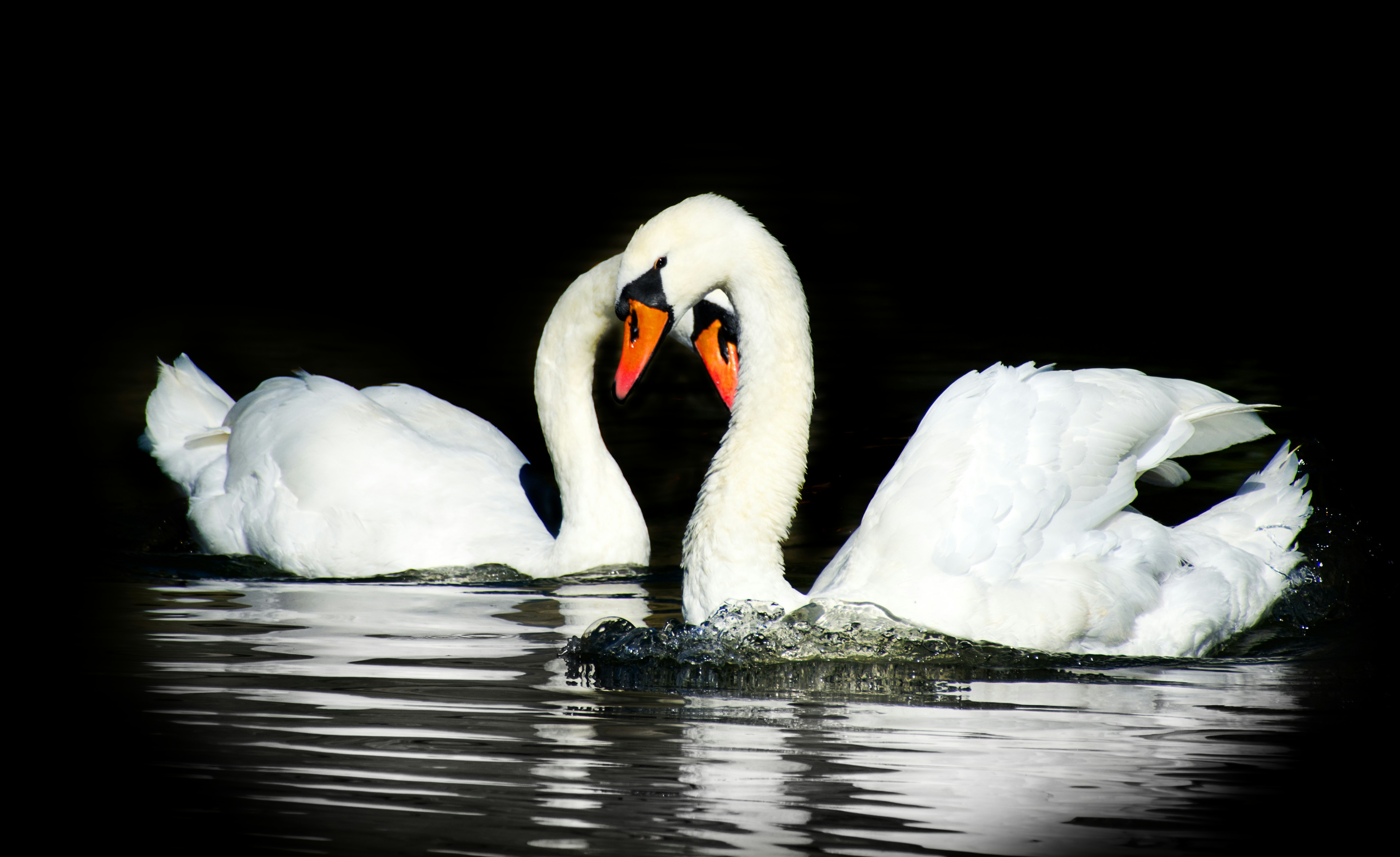 Twin Swans in a Dark Mirror