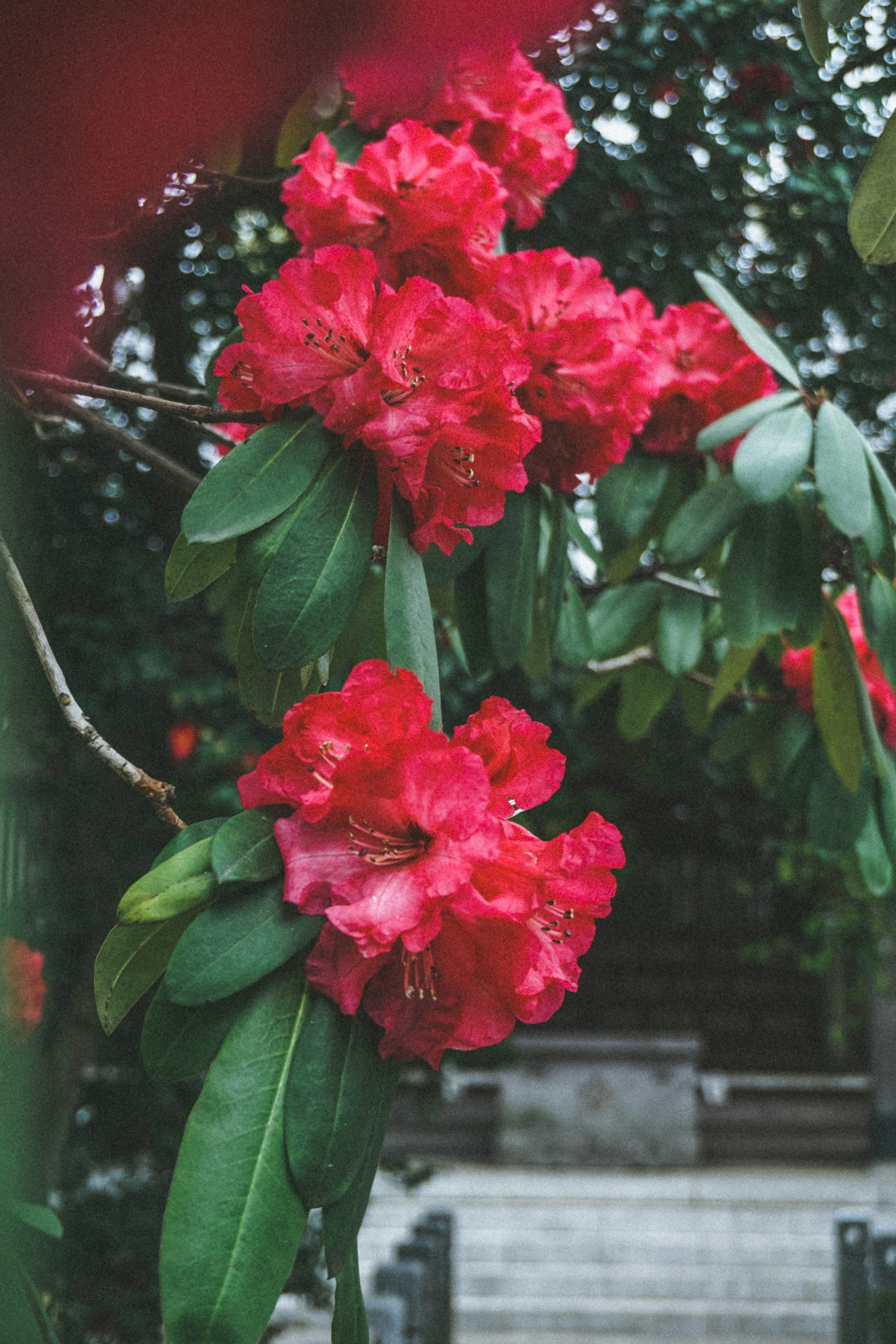 Crimson Rhododendron Bloom Framing a Quiet Garden Staircase