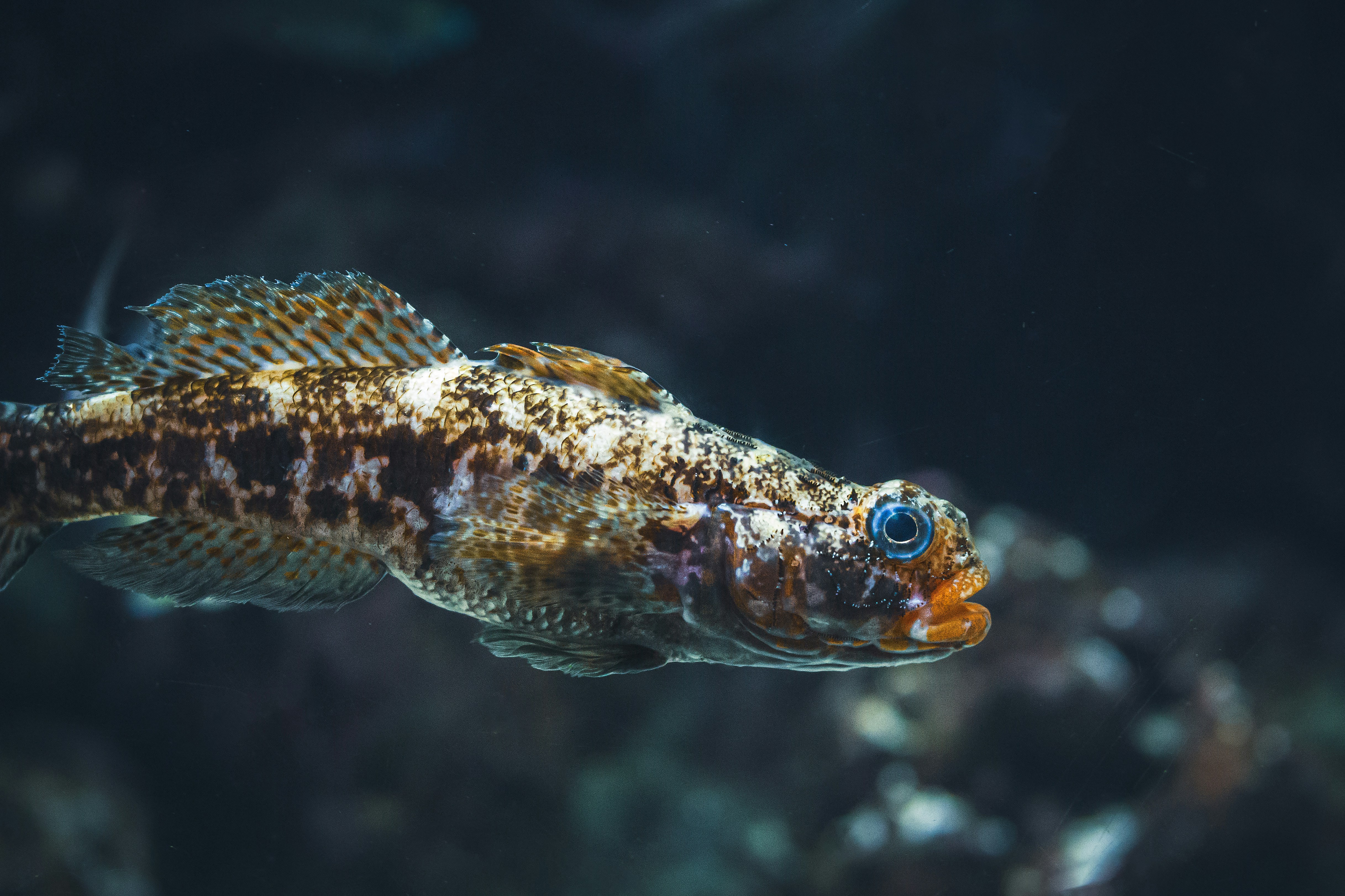 A close up of a fish in an aquarium photo – Free Acquario di genova ...