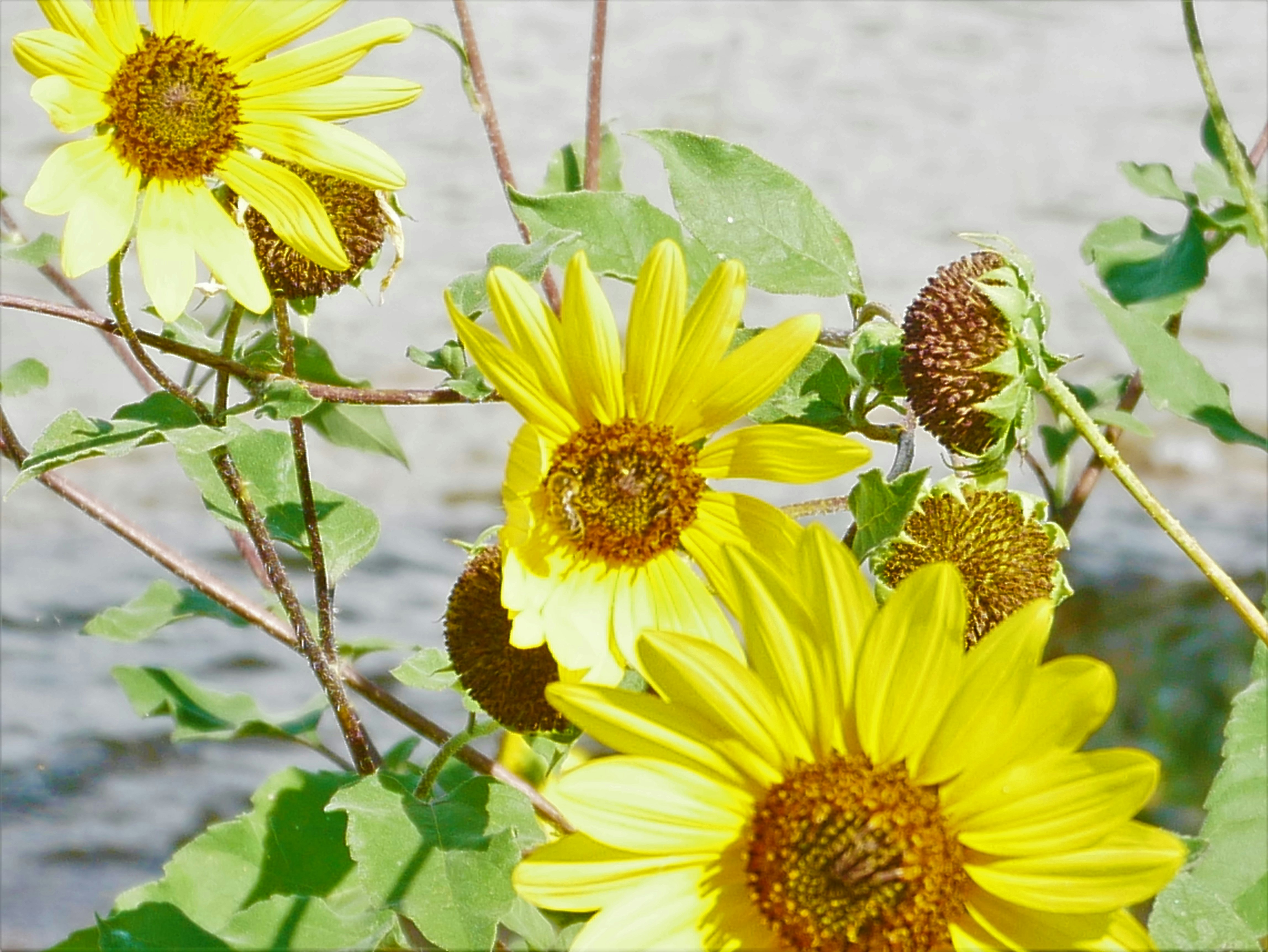 Sunlit Clusters: A Sunflower Moment in Golden Light