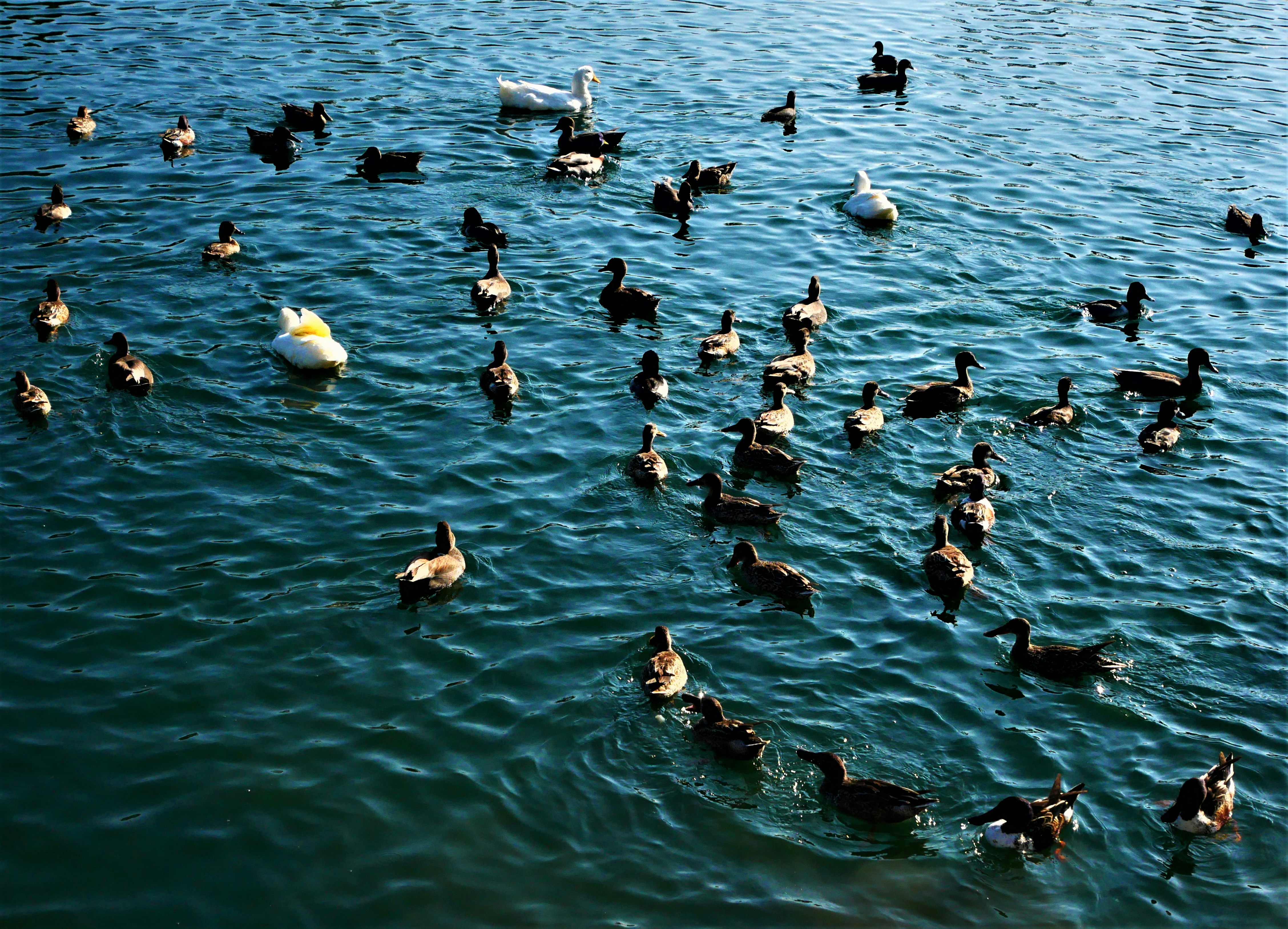 White Beacon Among Dark Ducks on a Blue Lake