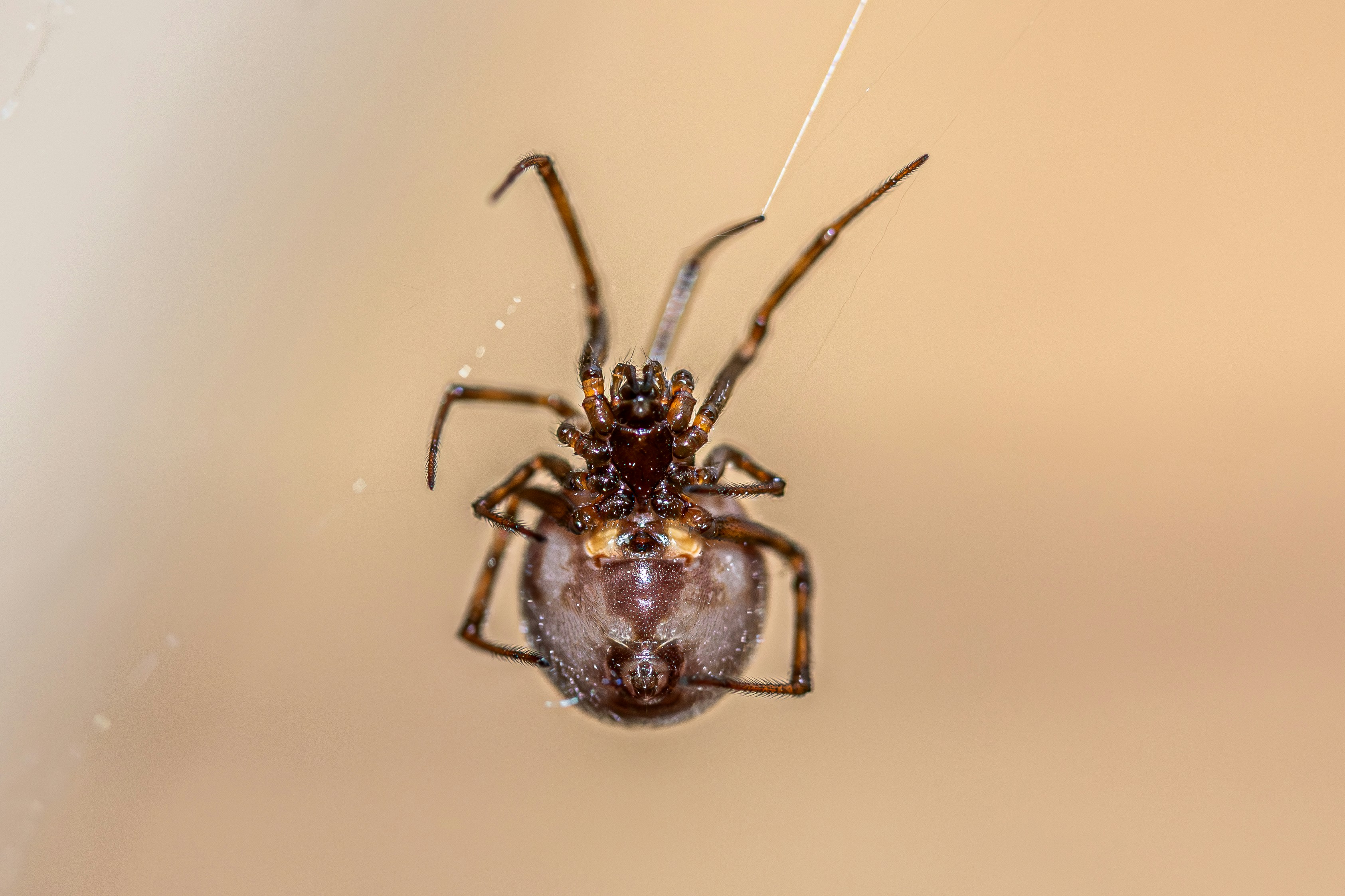 Suspended in Silk: Macro Portrait of a Spider on a Warm Amber Web