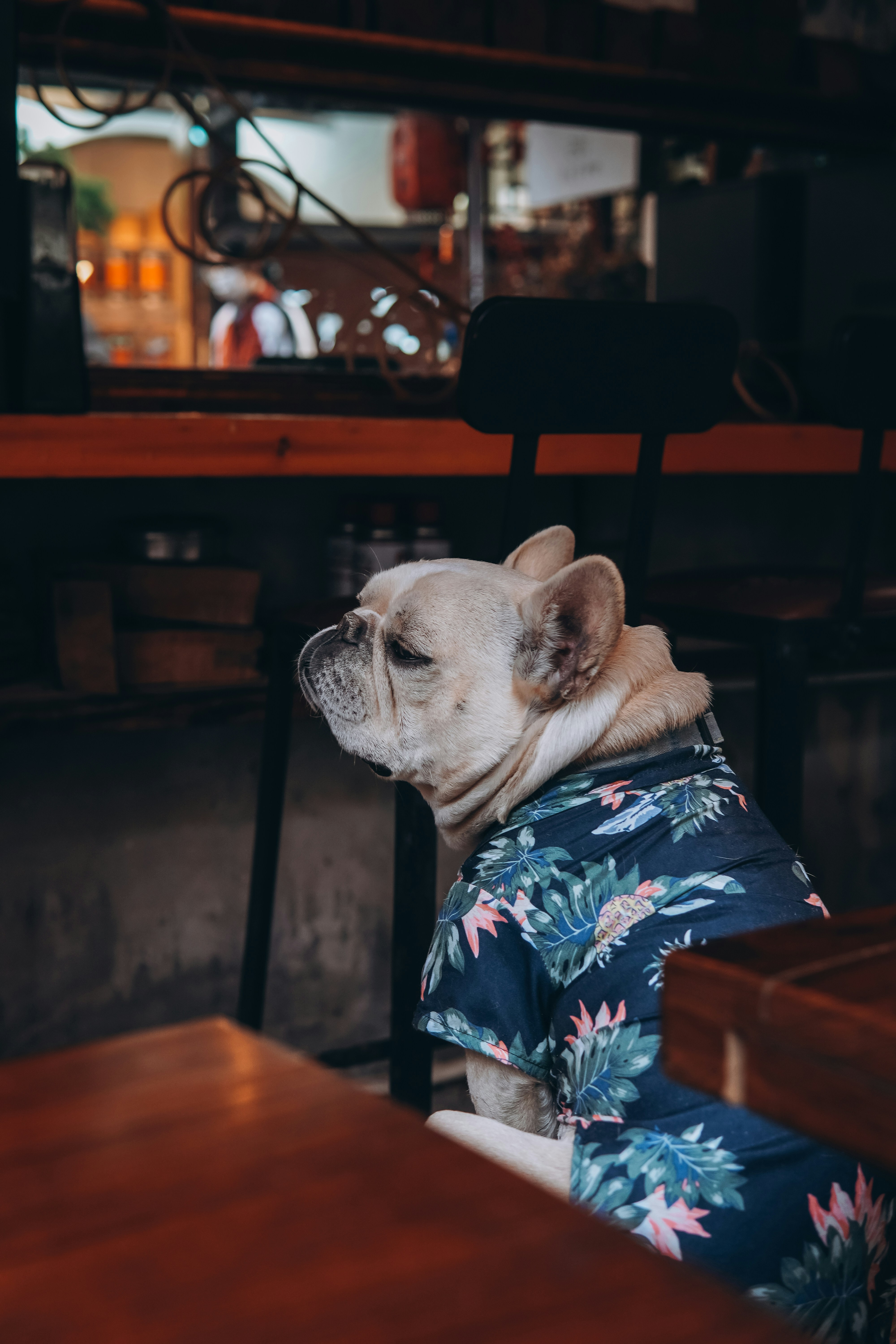 Barista Bulldog in a Tropical Shirt Holds Court at a Quiet Café