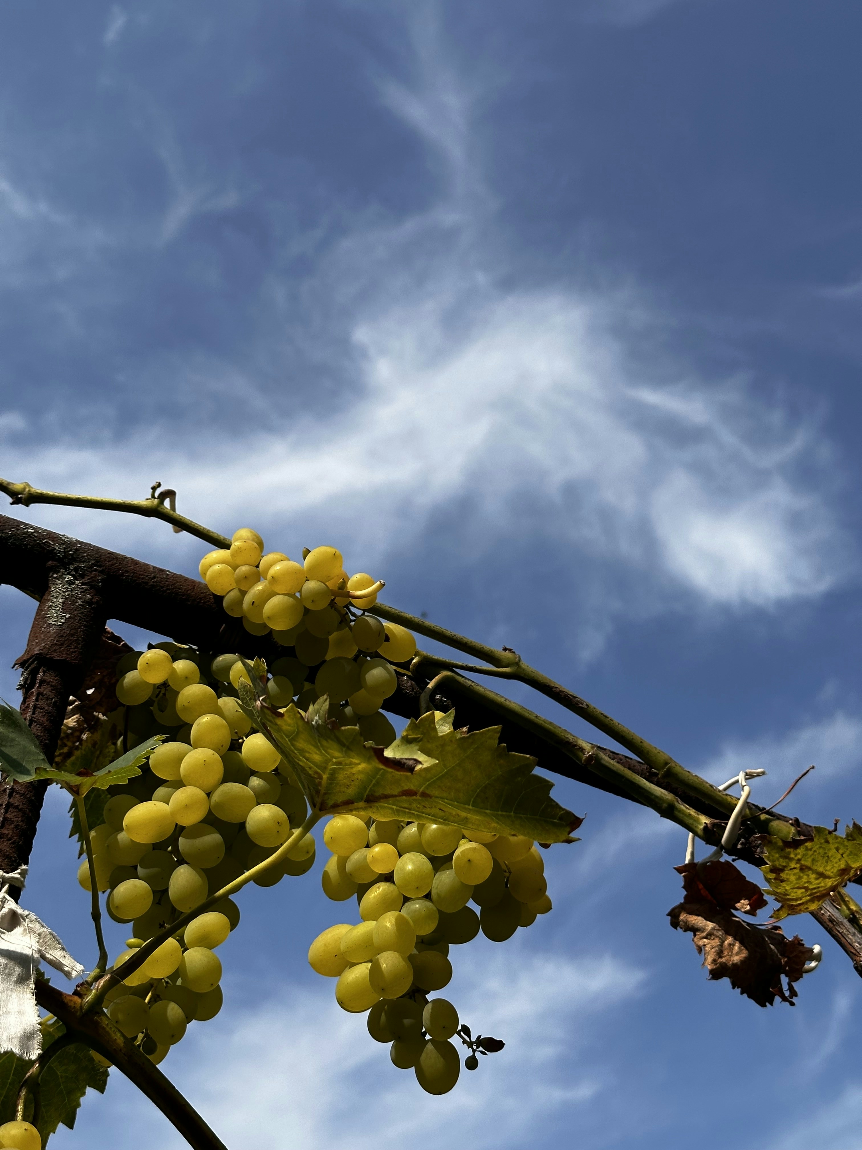 Foto zum Thema Eine Weintraube, die an einer Rebe hängt – Kostenloses ...