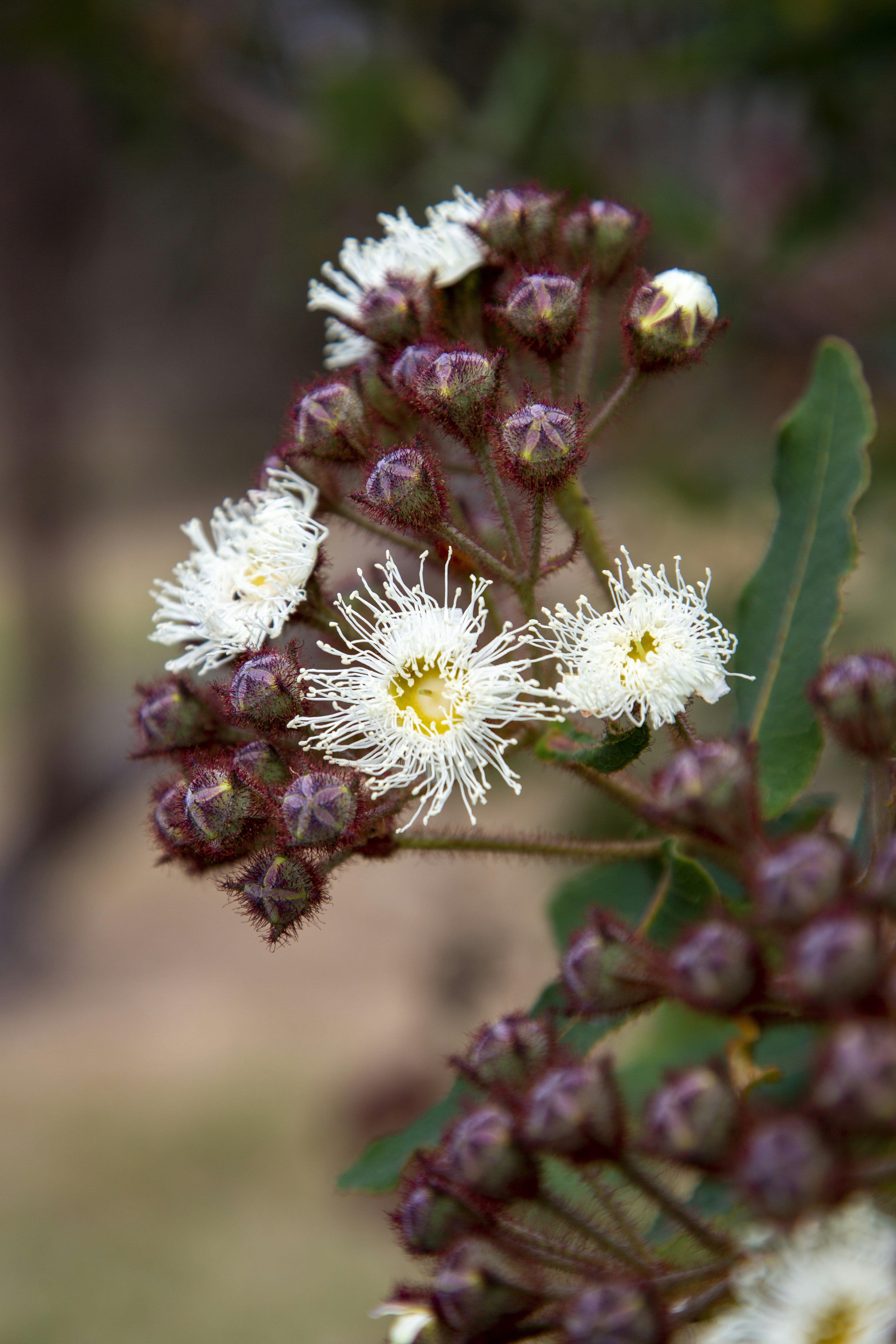 Filigree White Blossoms Crown a Velvet-Stemmed Cluster