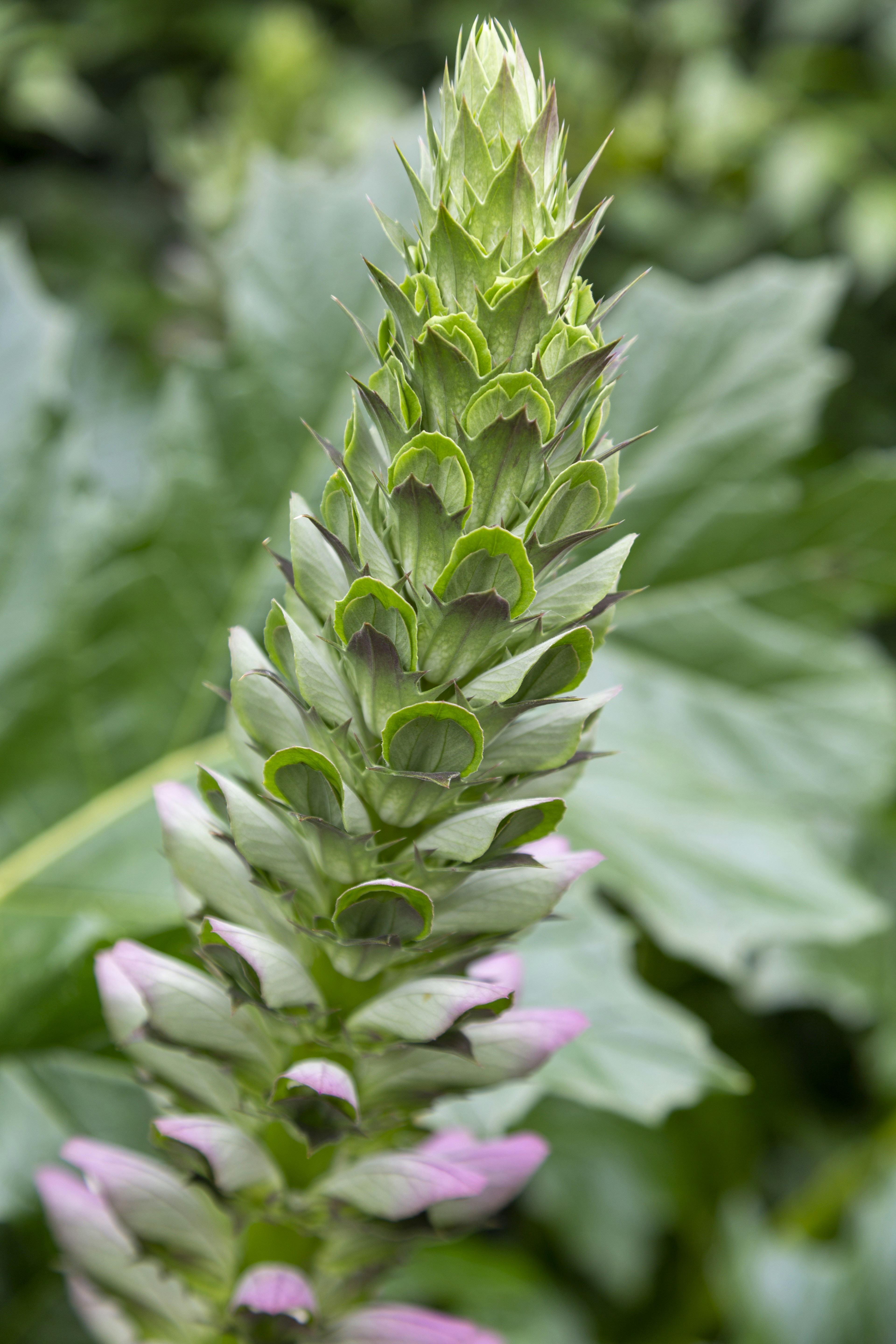 Emerald Lupine Spike: a Macro Portrait of Layered Bracts and Pink Accents