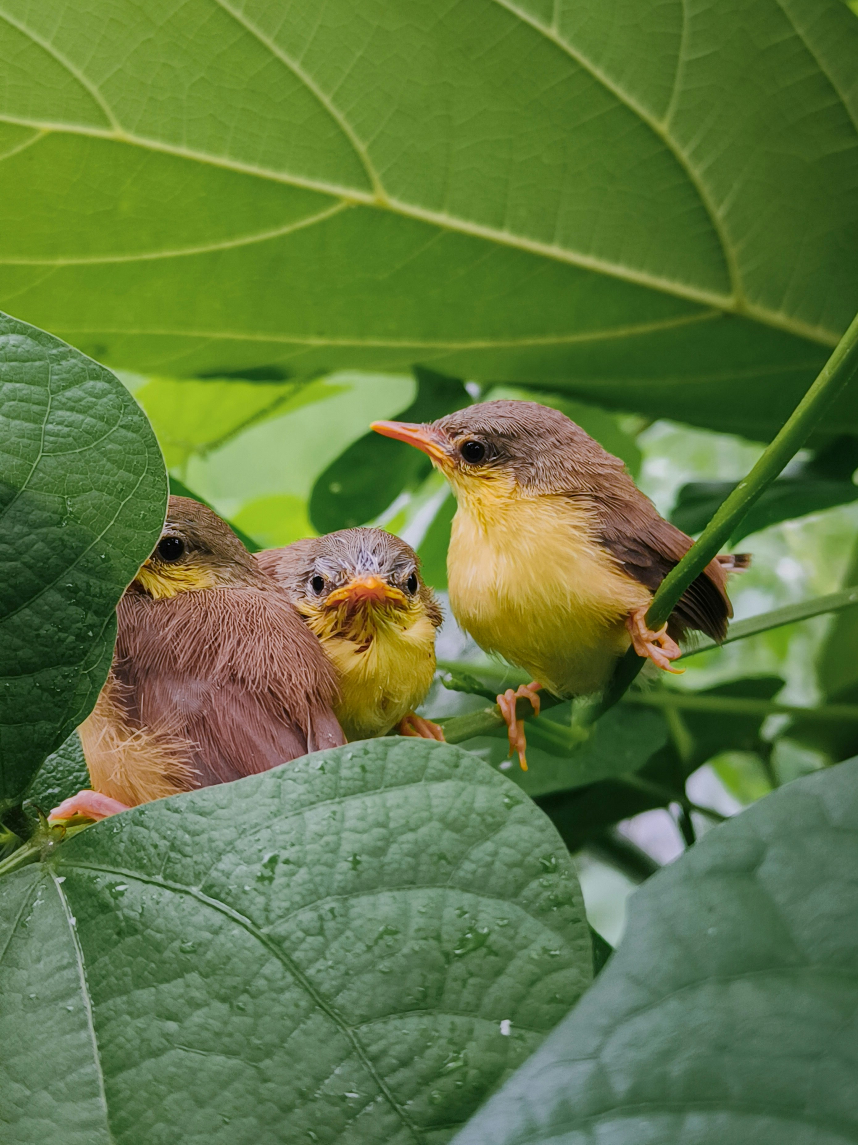 Emerald Canopy Trio: Yellow-Throated Nestlings in Soft Light